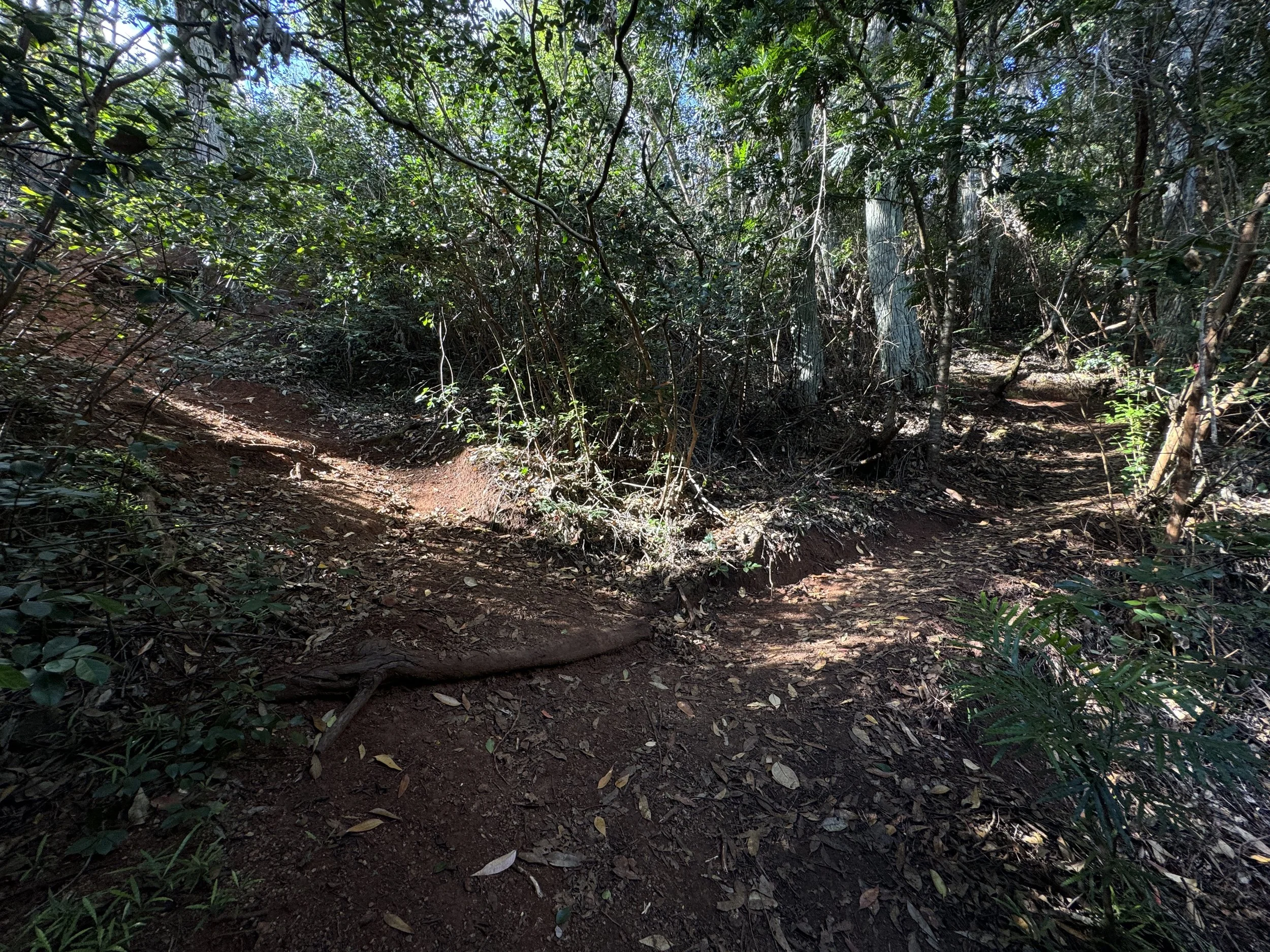 Hiking the Waimano Ridge Trail on Oʻahu, Hawaiʻi — noahawaii