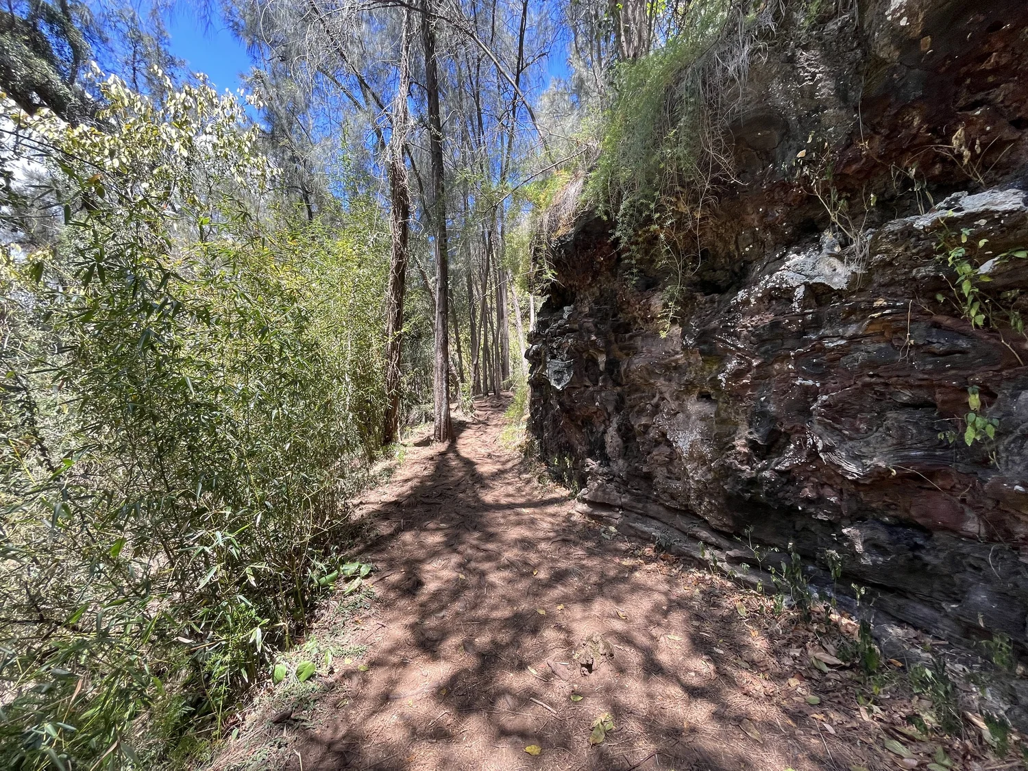 Hiking the Tantalus Loop Trail to the Pauoa Flats Bench on Oʻahu ...