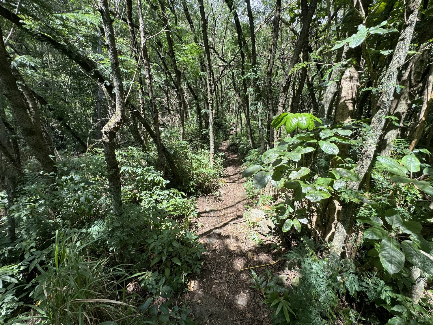 Hiking the Pyramid Rock Loop Trail on Oʻahu, Hawaiʻi — noahawaii