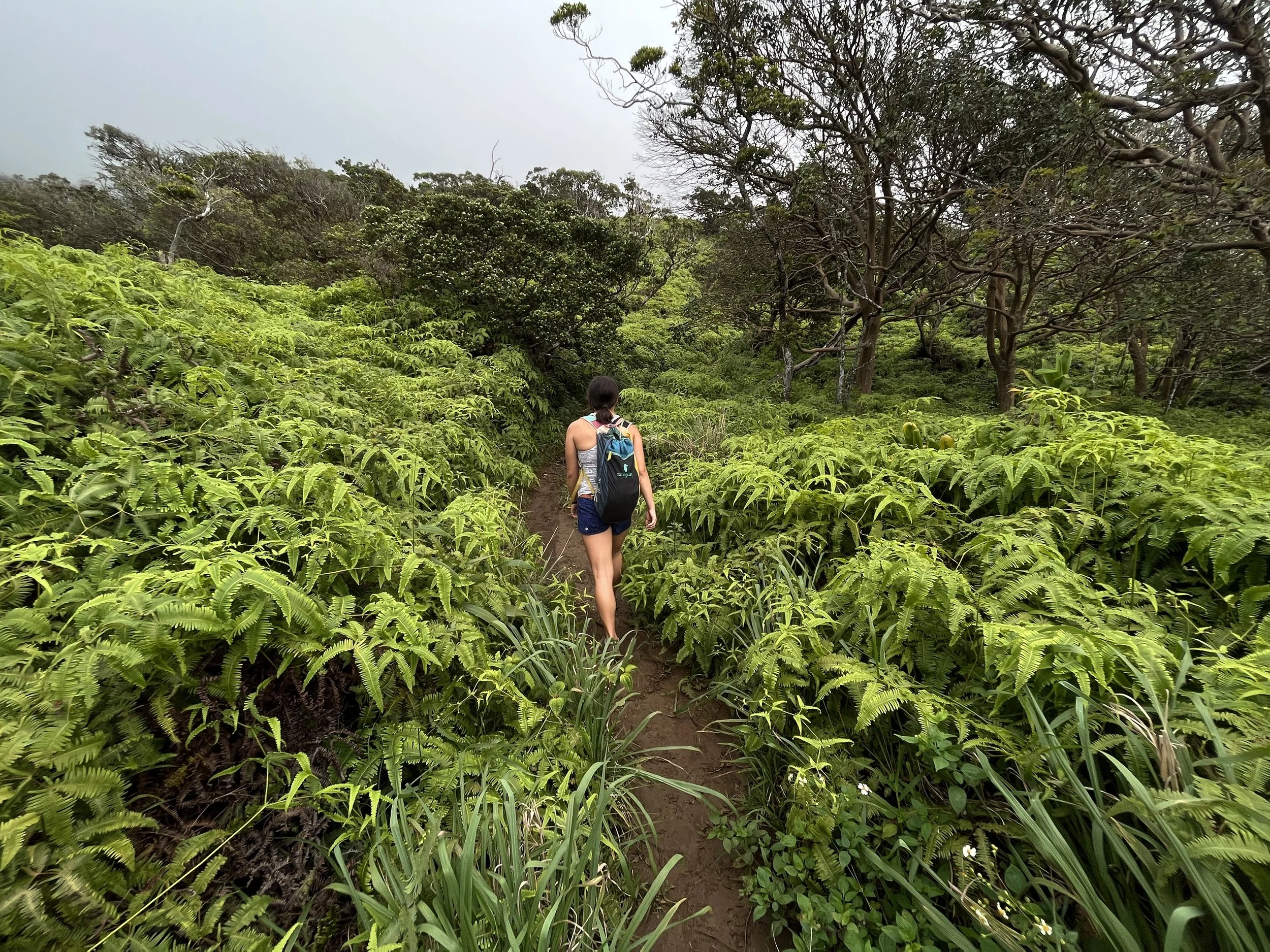 Hiking the Hawaiʻi Loa Ridge Trail on Oʻahu — noahawaii