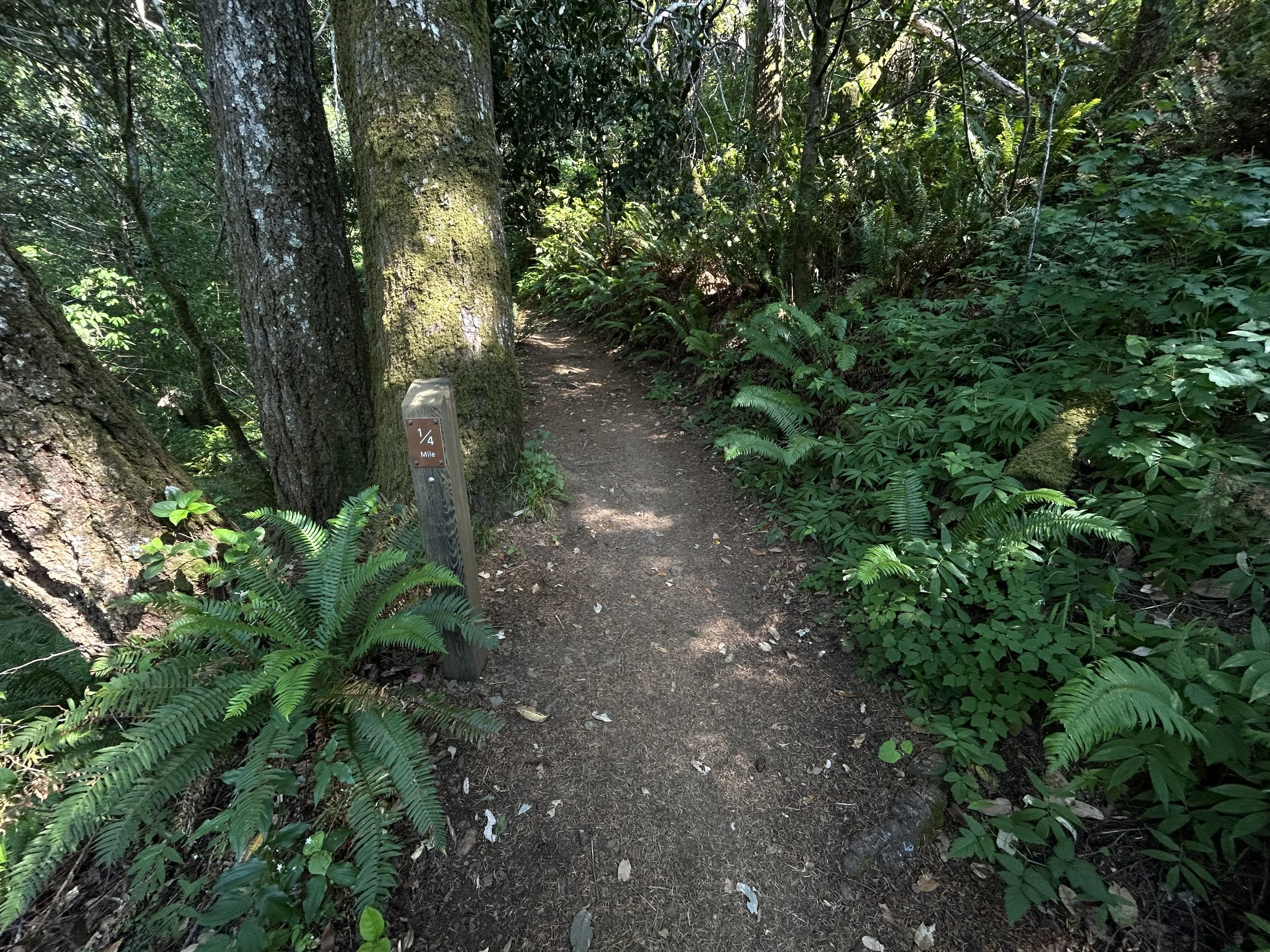 Hiking the Humbug Mountain Loop Trail on the Oregon Coast — noahawaii