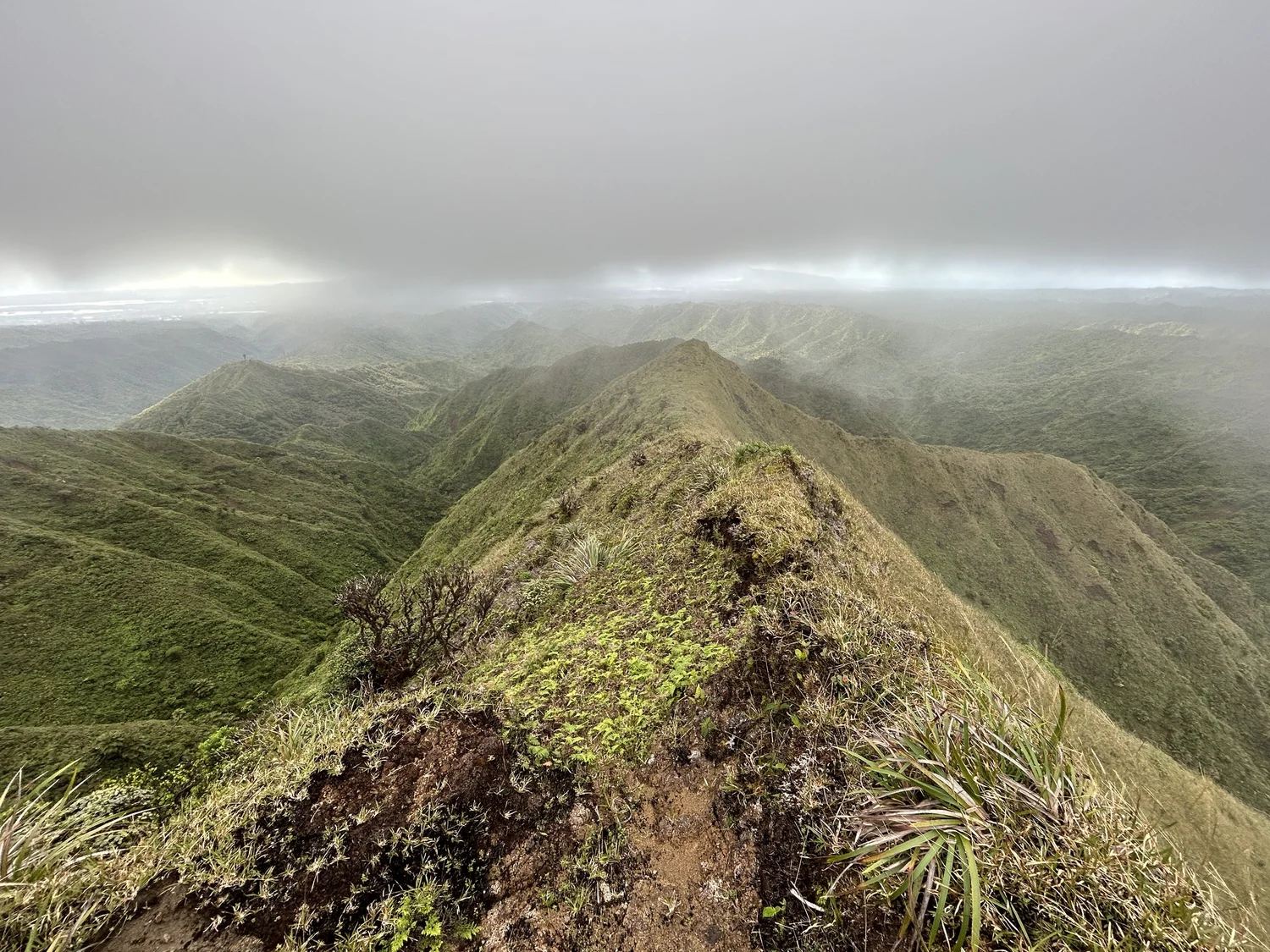 Hiking the Kīpapa Ridge Trail on Oʻahu, Hawaiʻi — noahawaii