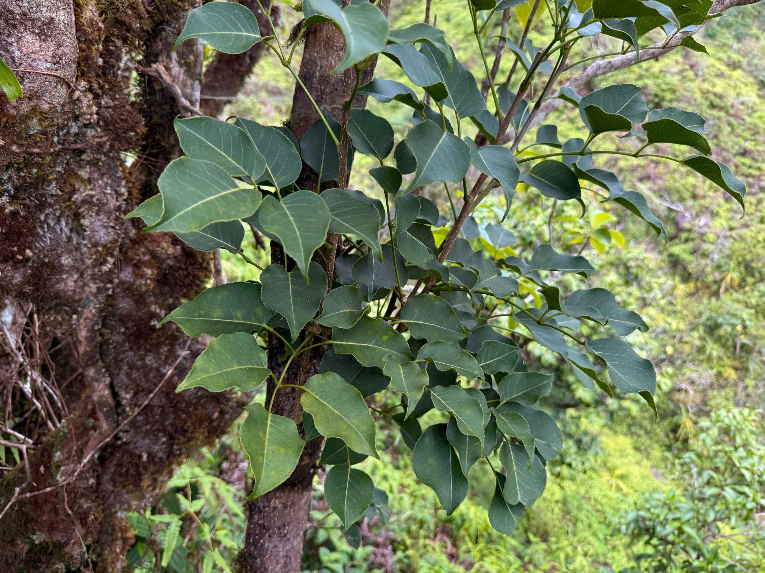 Native Hawaiian Plants: My Plant ID Guide — noahawaii