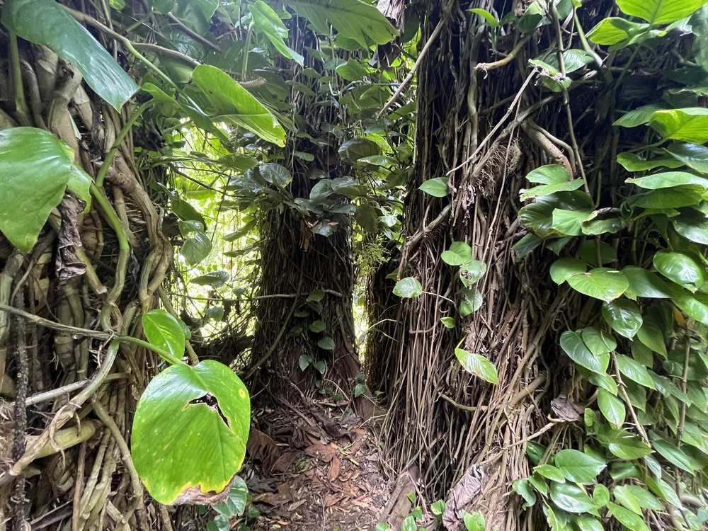 Hiking the Tantalus Arboretum Trail on Oʻahu, Hawaiʻi — noahawaii
