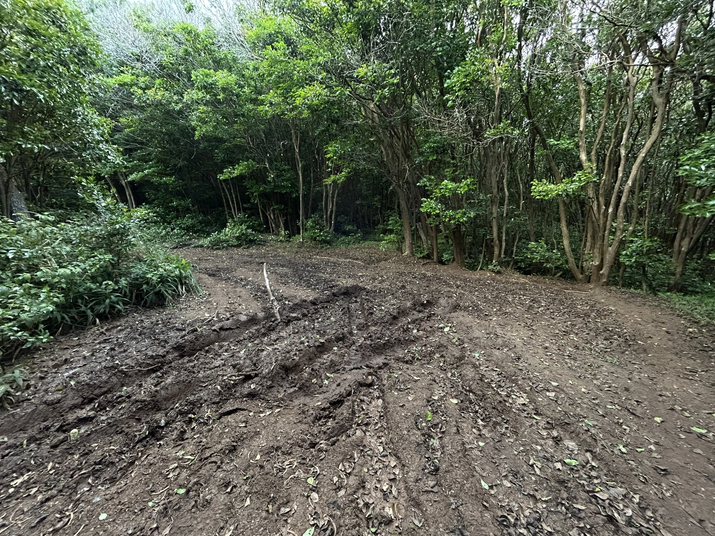 Hiking the Wiliwilinui Ridge Trail on Oʻahu, Hawaiʻi — noahawaii