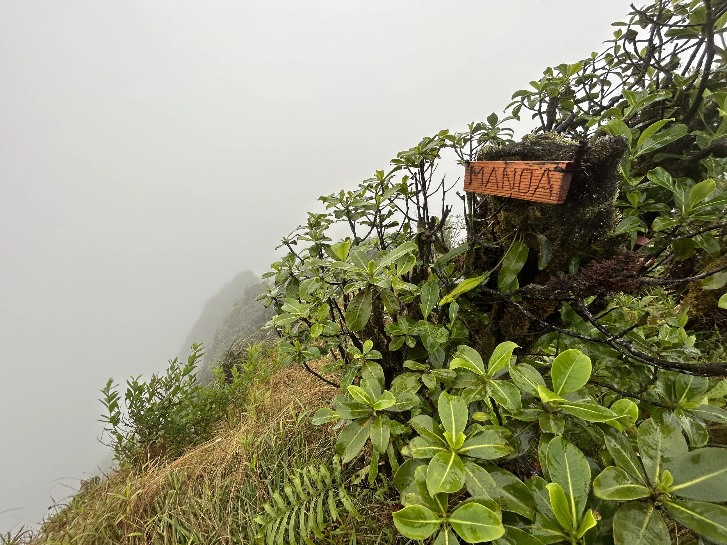 Hiking the Mānoa Middle Ridge Trail on Oʻahu — noahawaii