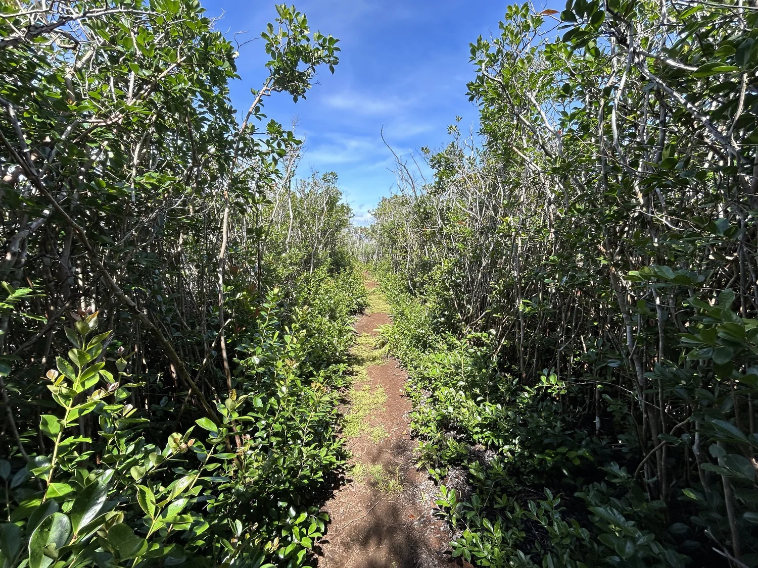 Hiking the Kalauao Falls Loop Trail on Oʻahu, Hawaiʻi — noahawaii