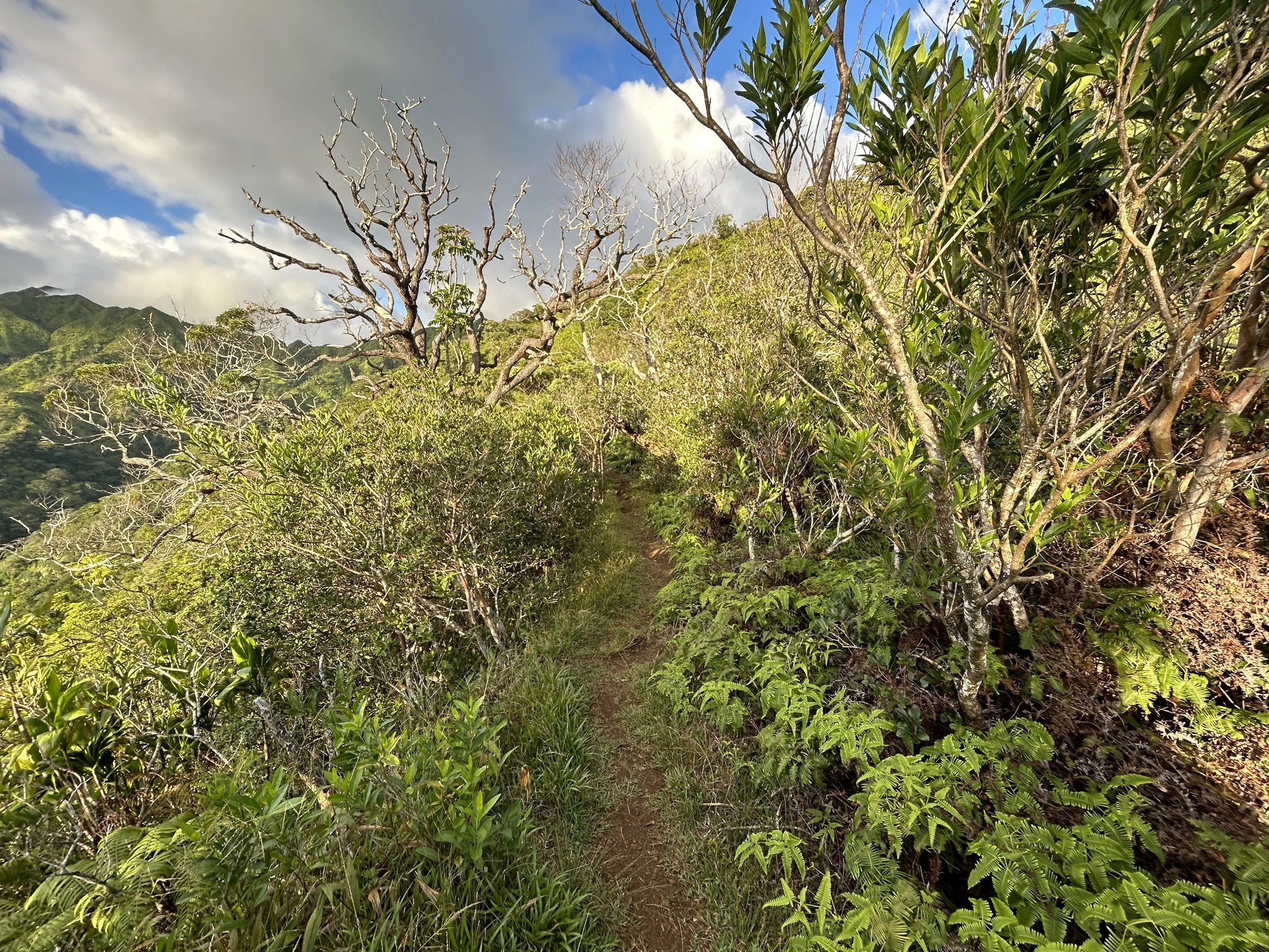 Hiking the Kolowalu Trail to Waʻahila Ridge on Oʻahu — noahawaii