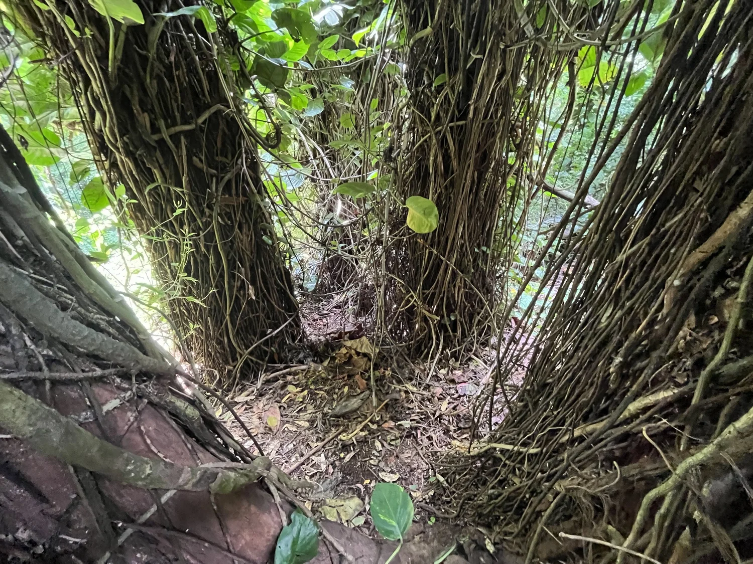 Hiking the Tantalus Arboretum Trail on Oʻahu, Hawaiʻi — noahawaii
