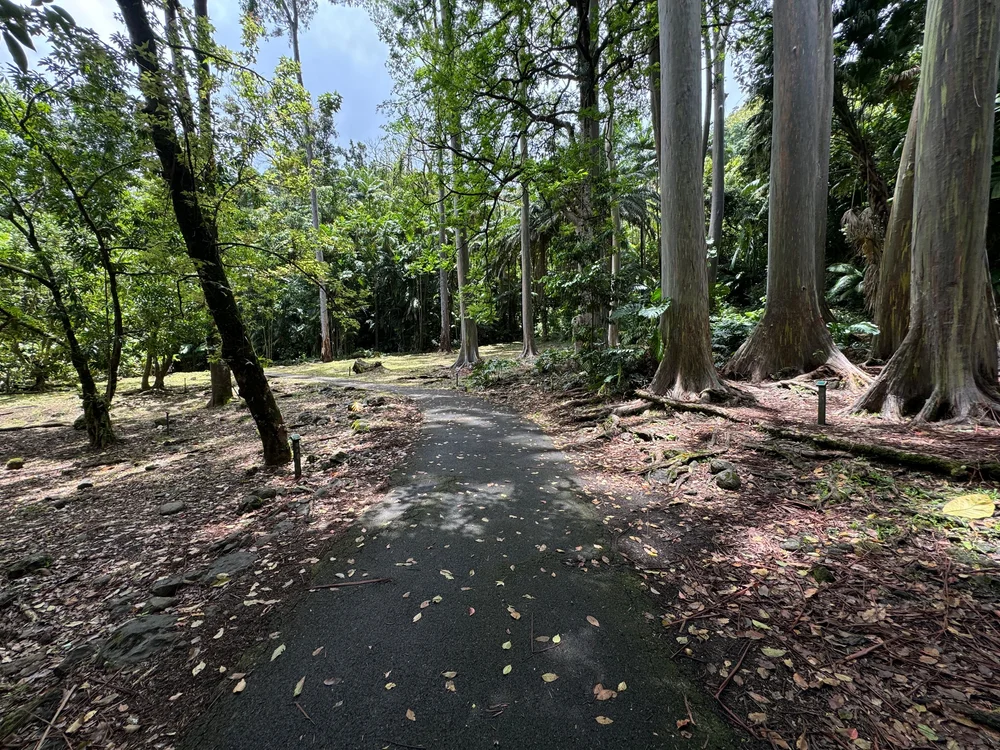 Hiking the Keʻanae Arboretum Trail on Maui, Hawaiʻi — noahawaii
