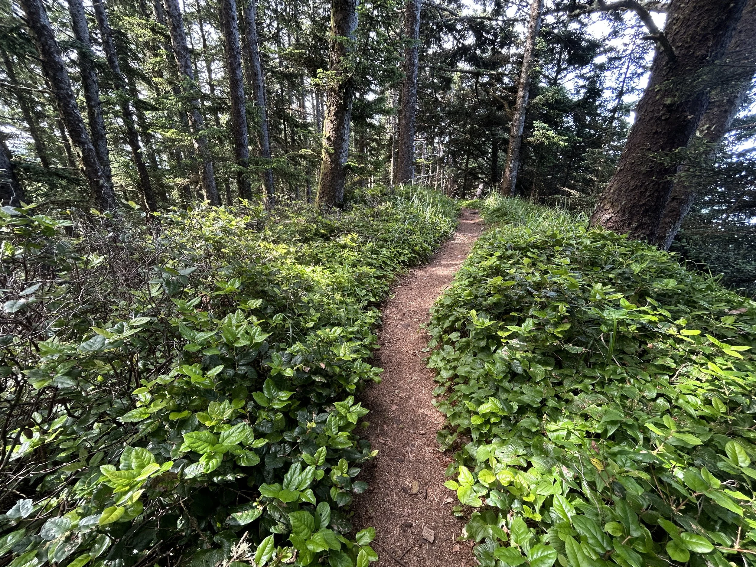 Hiking the Cape Sebastian Trail on the Oregon Coast — noahawaii