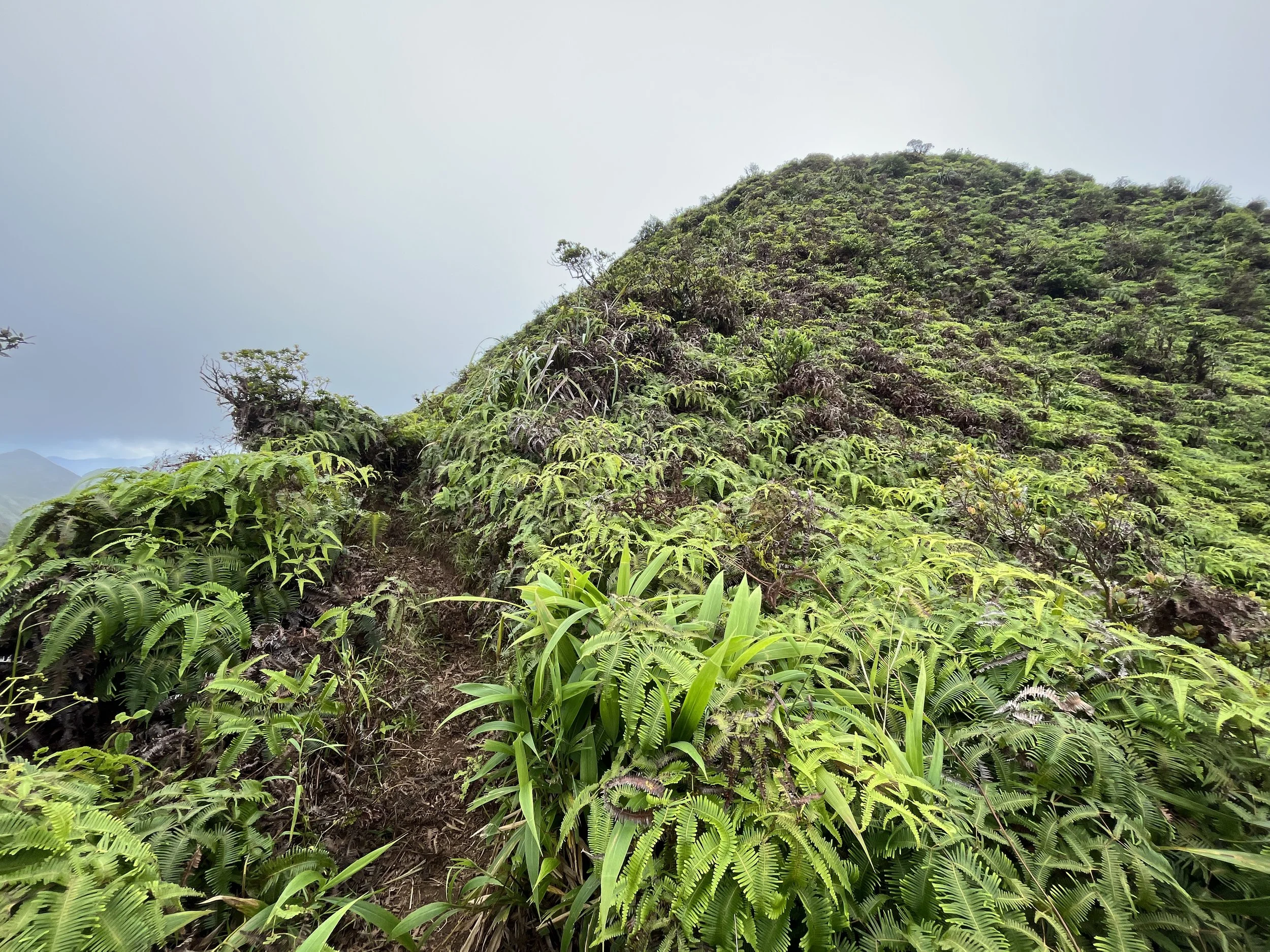 Hiking the Mauʻumae Ridge Trail to Puʻu Lanipō on Oʻahu — noahawaii