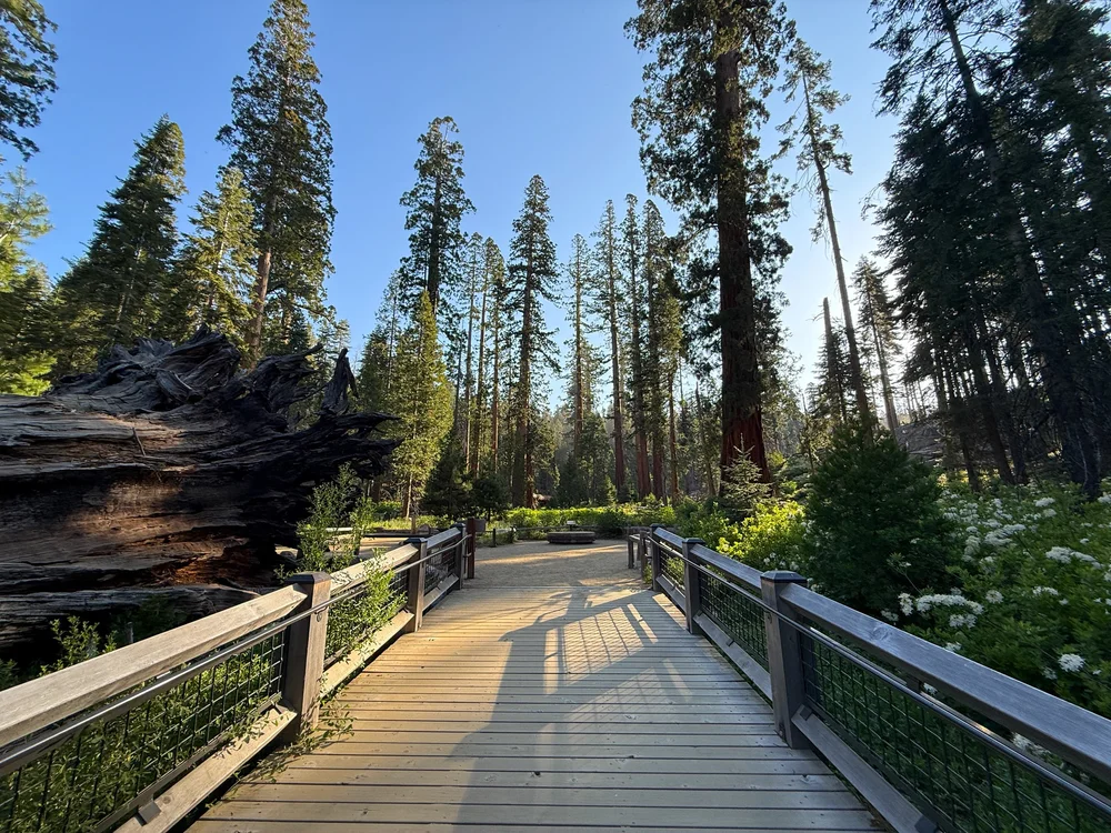 Hiking the Grizzly Giant Loop Trail in Yosemite National Park — noahawaii