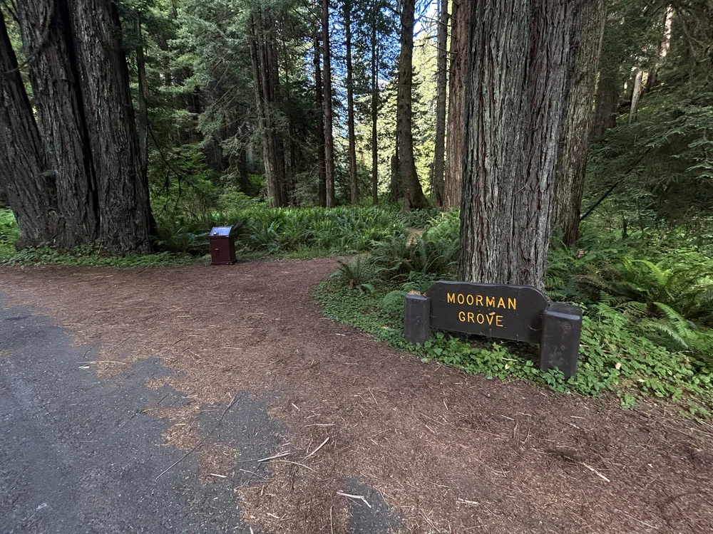 Hiking the Moorman Pond Trail in Prairie Creek Redwoods State Park ...