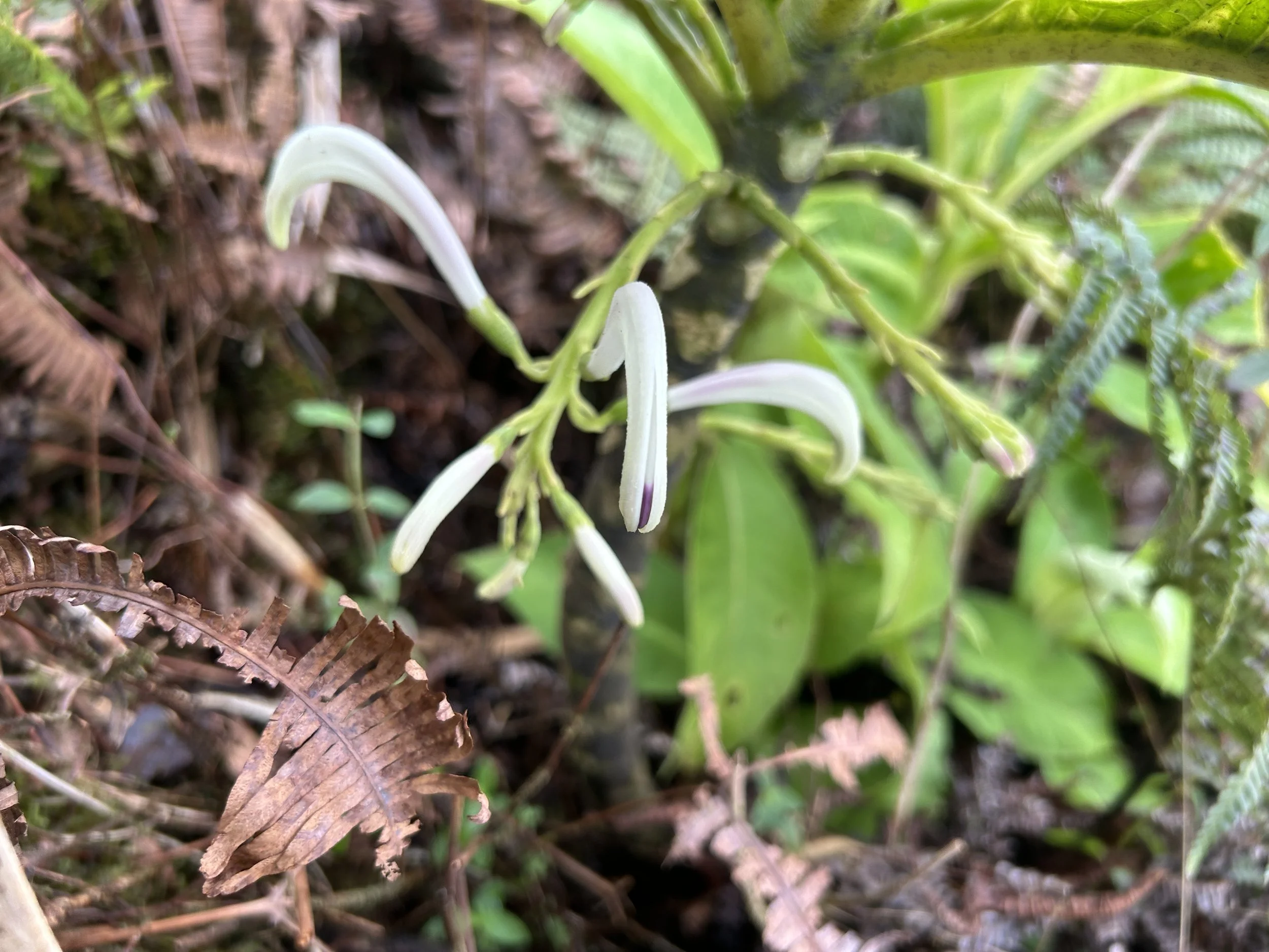 Native Hawaiian Plants: My Plant ID Guide — noahawaii