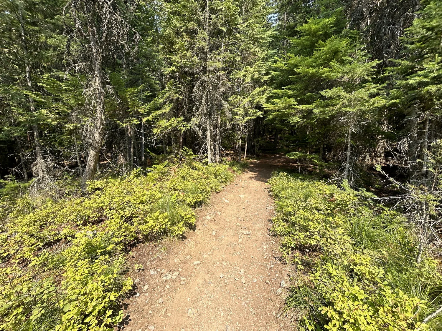 Hiking the Johns Lake Loop Trail in Glacier National Park — noahawaii