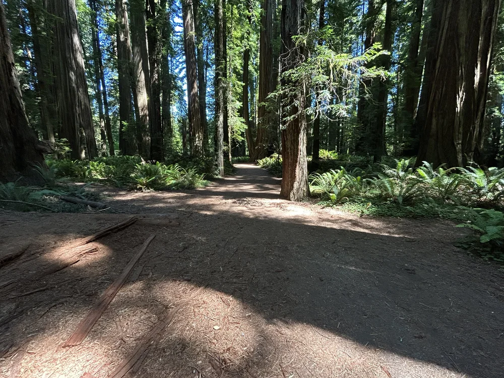 Hiking the Stout Memorial Grove Trail in Jedediah Smith Redwoods State ...