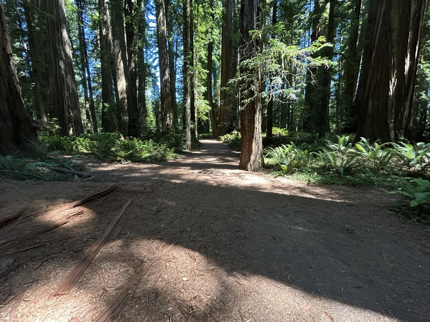 Hiking the Stout Memorial Grove Trail in Jedediah Smith Redwoods State ...