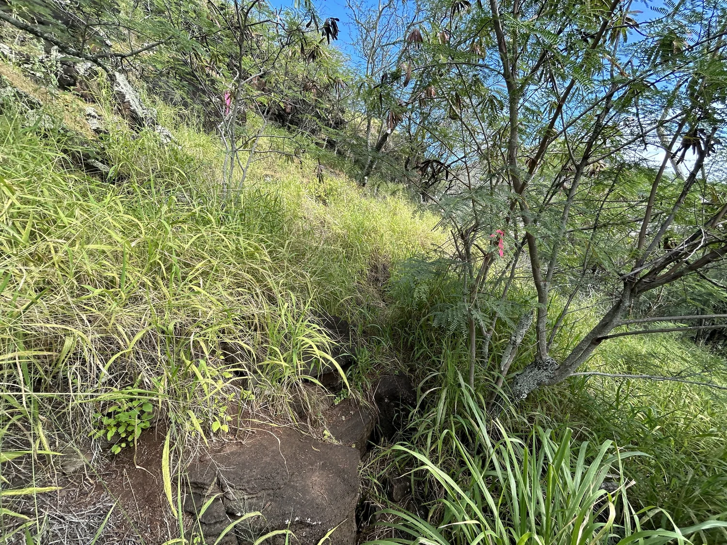 Hiking the Kamiloʻiki Ridge Trail on Oʻahu, Hawaiʻi — noahawaii
