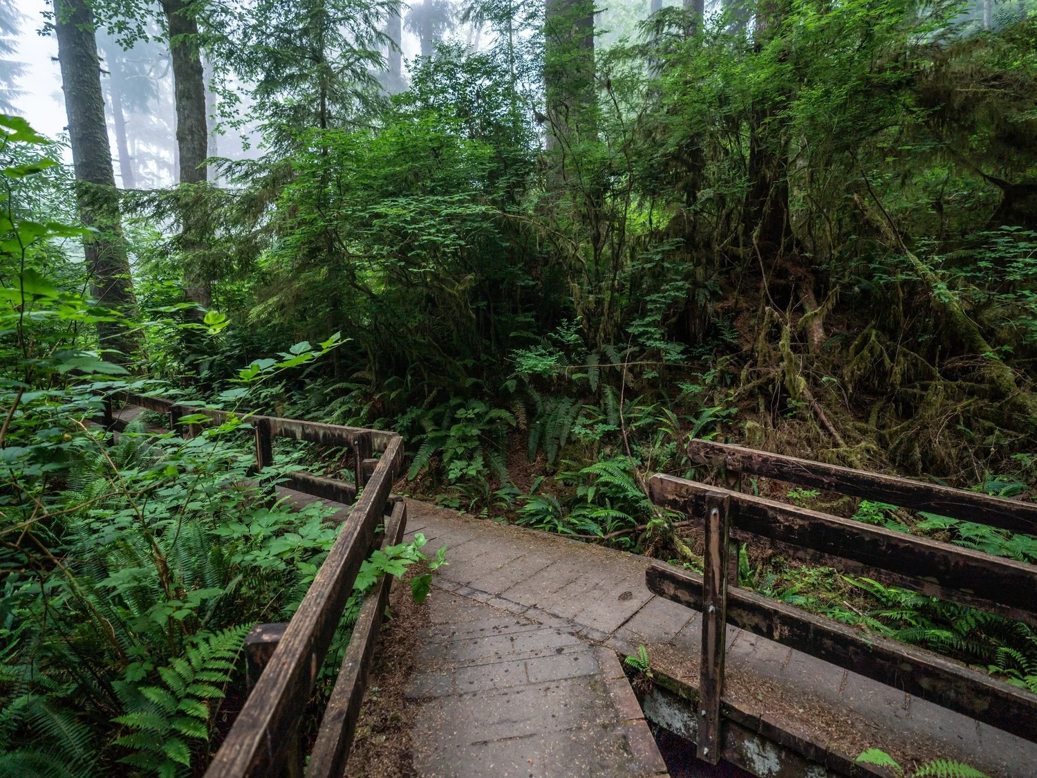 Hiking the Cathedral Tree Trail to the Astoria Column on the Oregon ...
