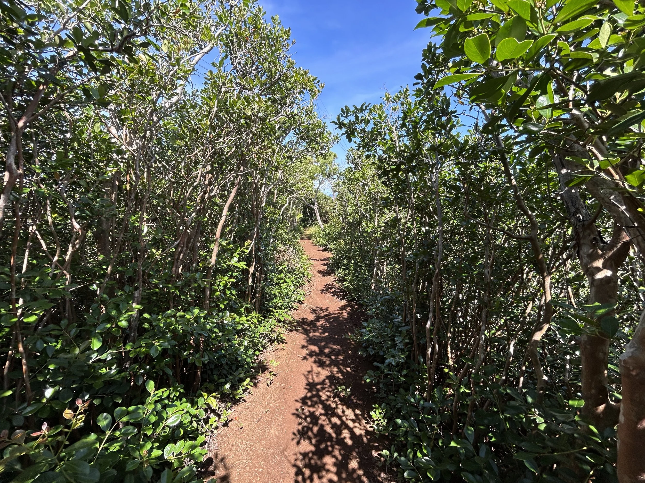 Hiking the Kalauao Falls Loop Trail on Oʻahu, Hawaiʻi — noahawaii