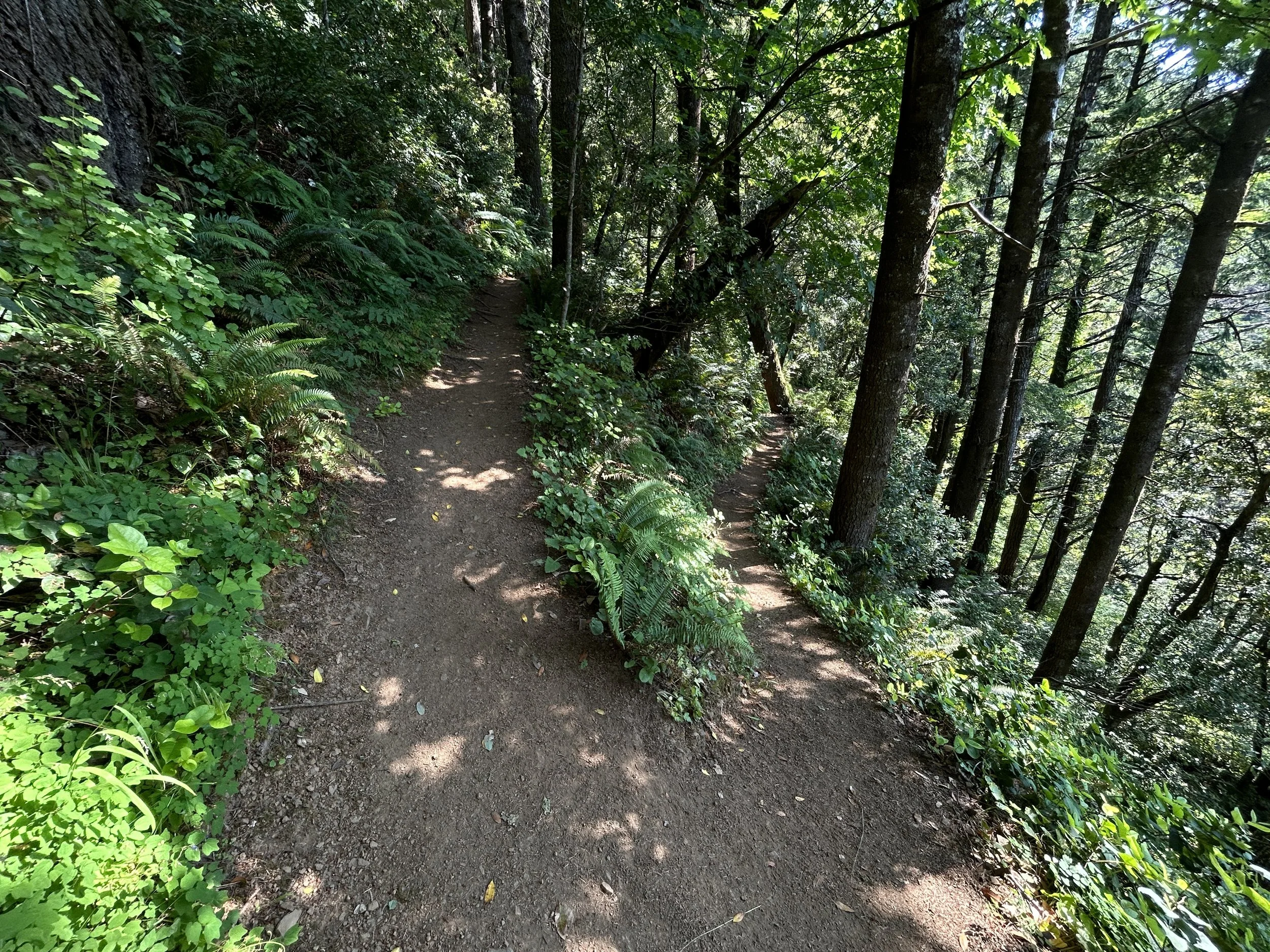 Hiking the Humbug Mountain Loop Trail on the Oregon Coast — noahawaii