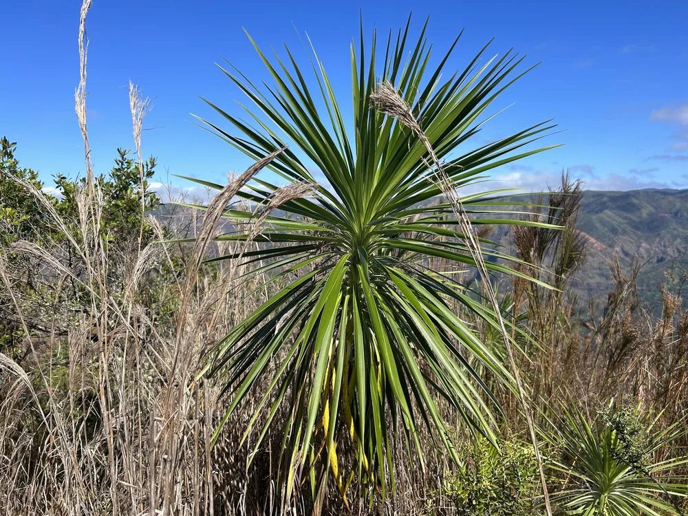 Hiking the Iliau Nature Loop Trail in the Waimea Canyon on Kauaʻi ...