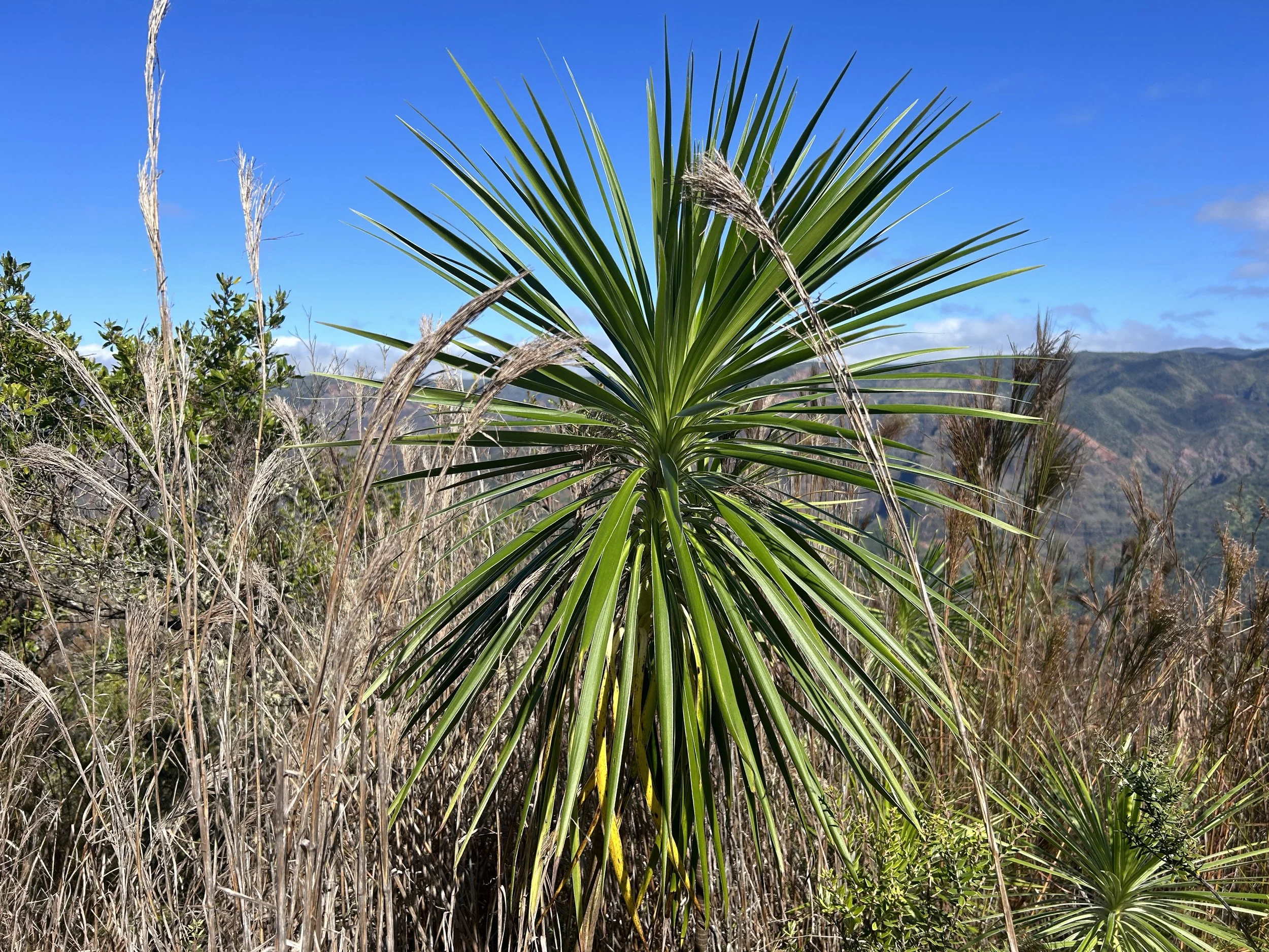 Hiking the Iliau Nature Loop Trail in the Waimea Canyon on Kauaʻi ...