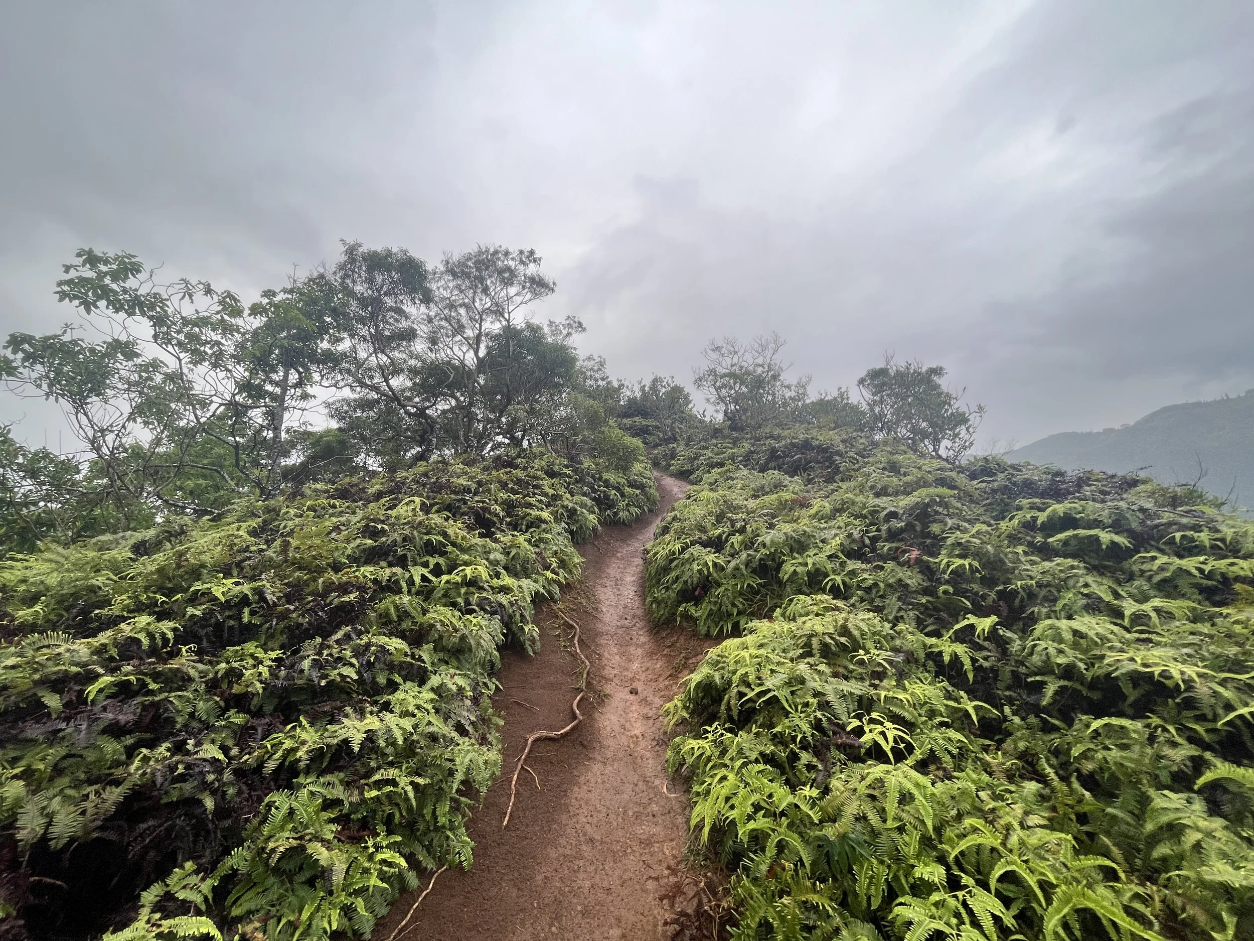 Hiking the Puʻu Pia Trail on Oʻahu — noahawaii