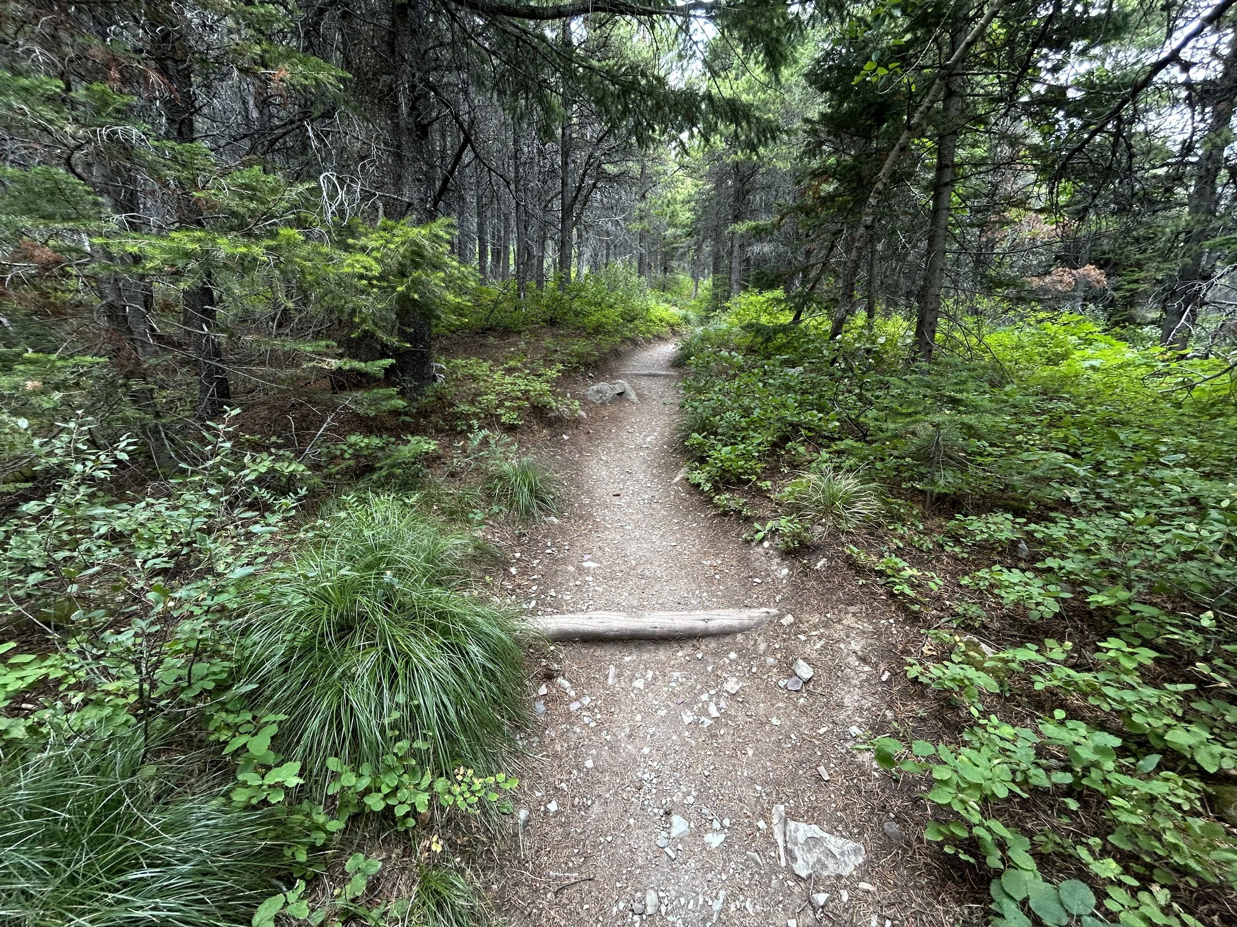 Hiking the Apikuni Falls Trail in Glacier National Park — noahawaii