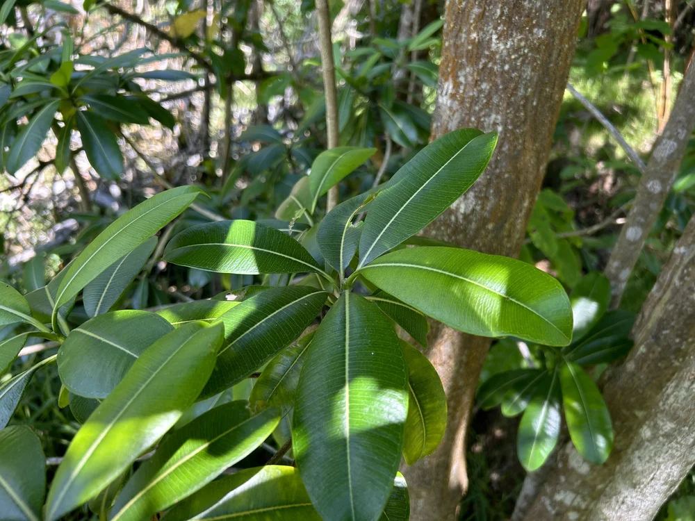Hiking the Kīpuka Puaulu Trail in Hawaiʻi Volcanoes National Park ...