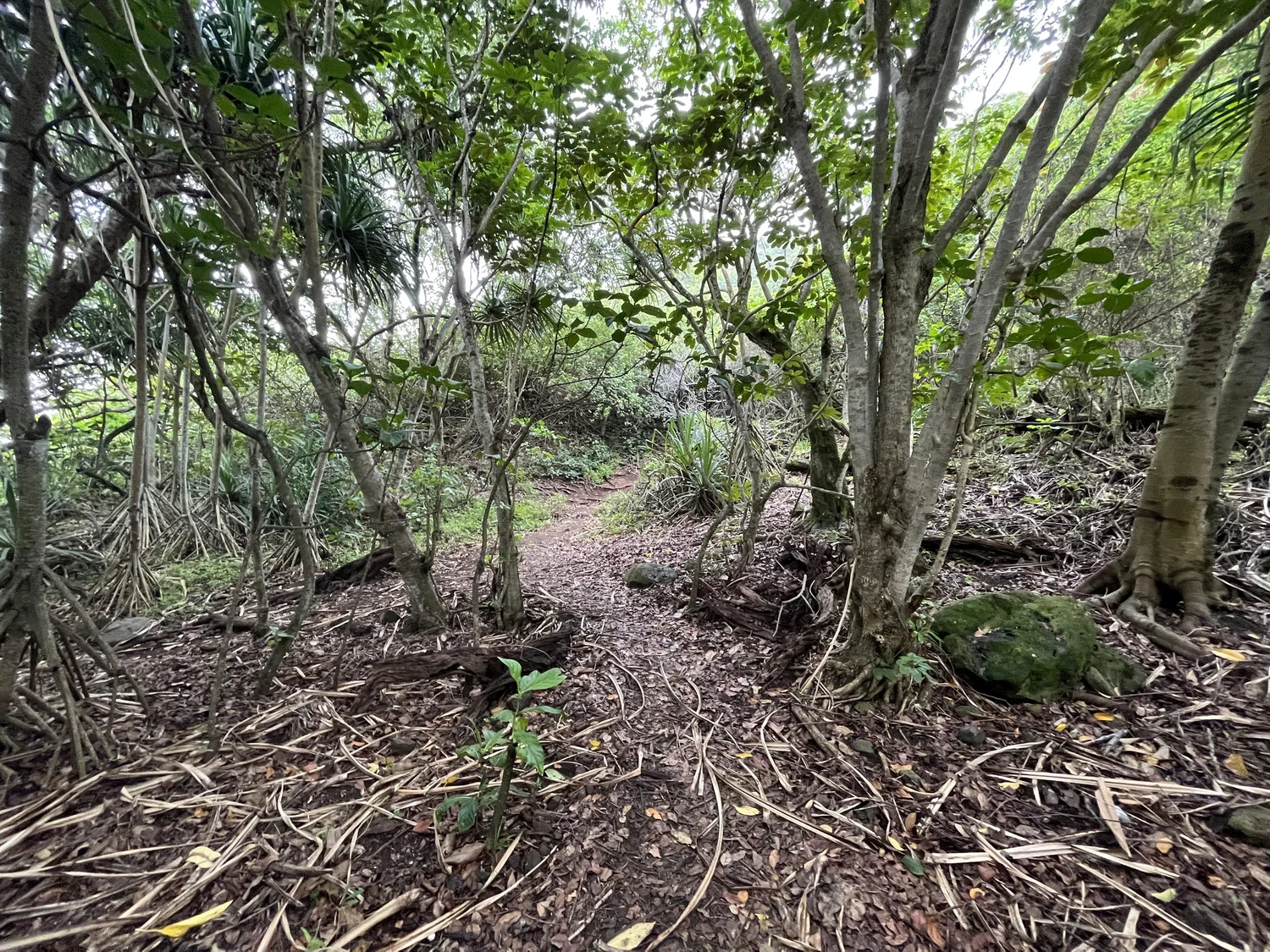Hiking the Crouching Lion Trail on Oʻahu — noahawaii