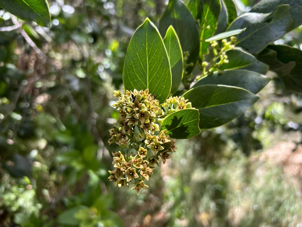 Hiking the Puʻu Huluhulu Trail on the Big Island of Hawaiʻi — noahawaii
