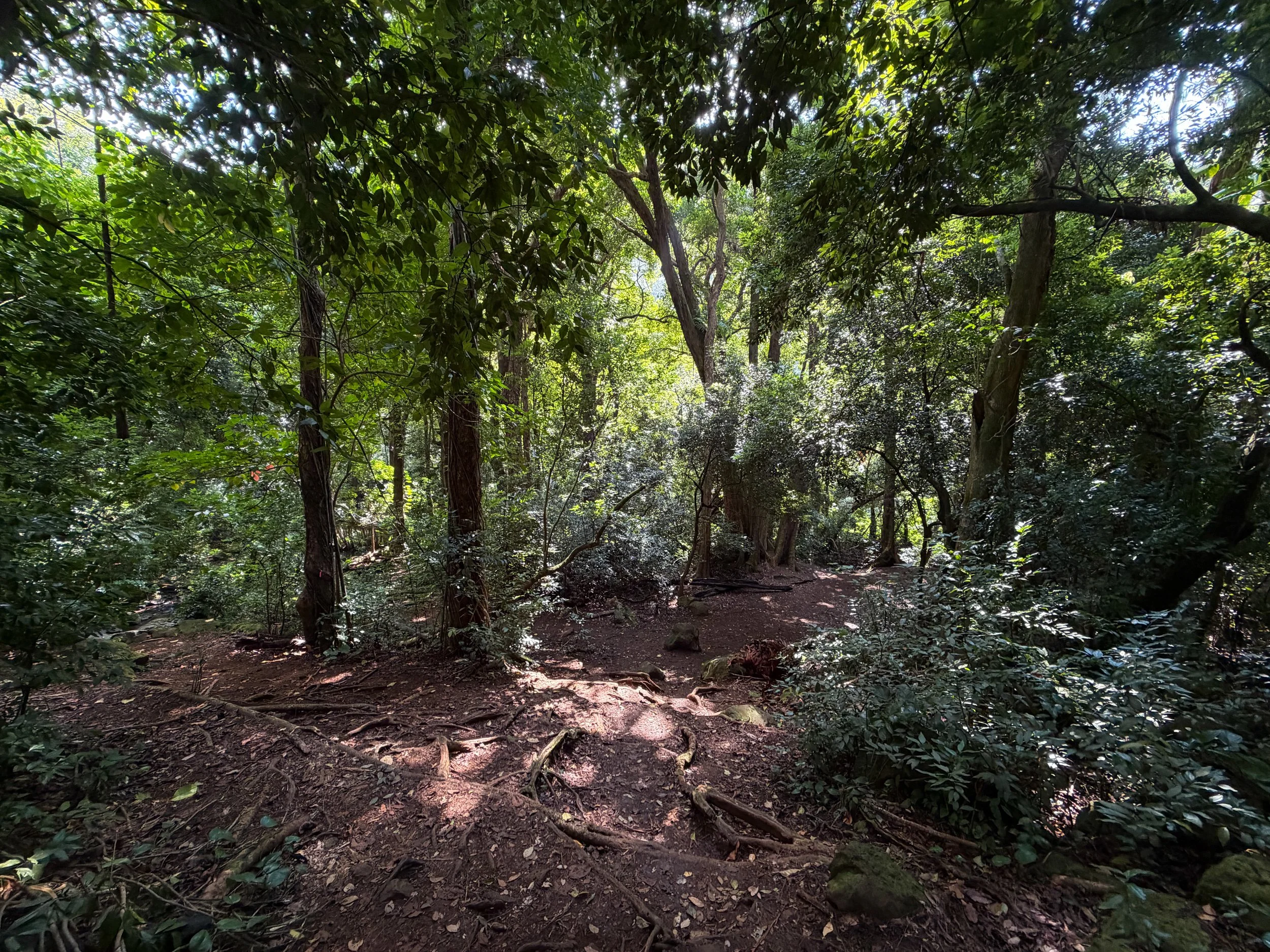 Hiking the Judd Trail & Jackass Ginger Pool on Oʻahu, Hawaiʻi — noahawaii