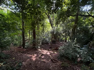 Hiking the Judd Trail & Jackass Ginger Pool on Oʻahu, Hawaiʻi — noahawaii