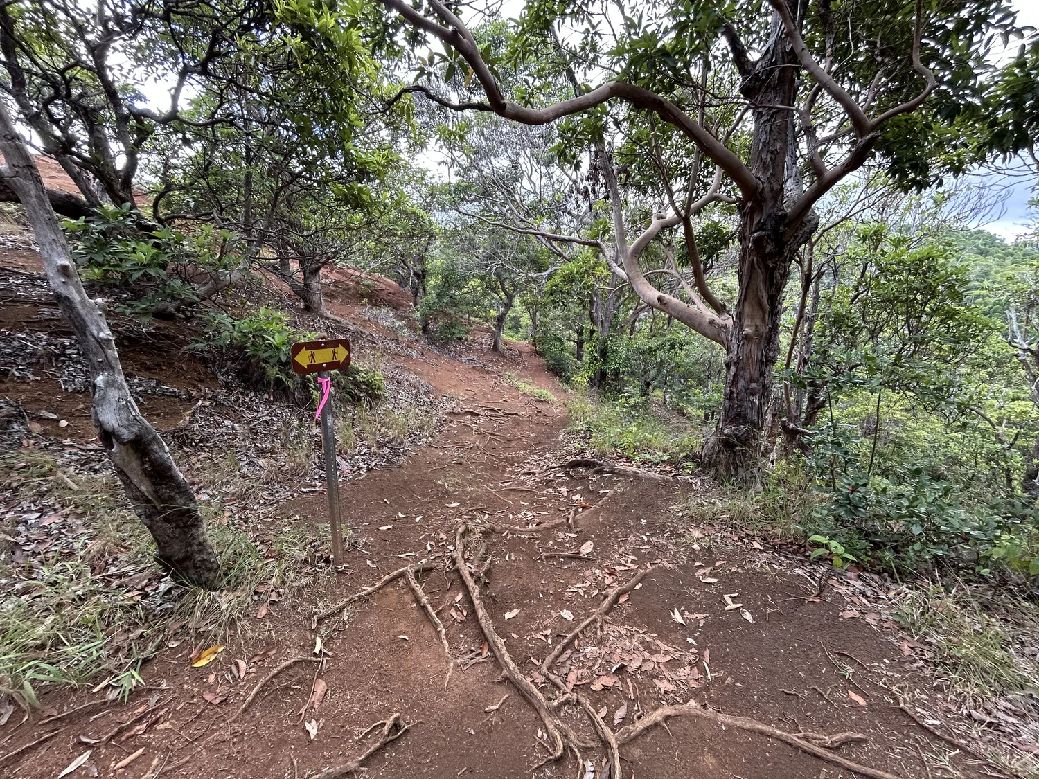 Hiking the Mānana Ridge Trail on Oʻahu, Hawaiʻi — noahawaii