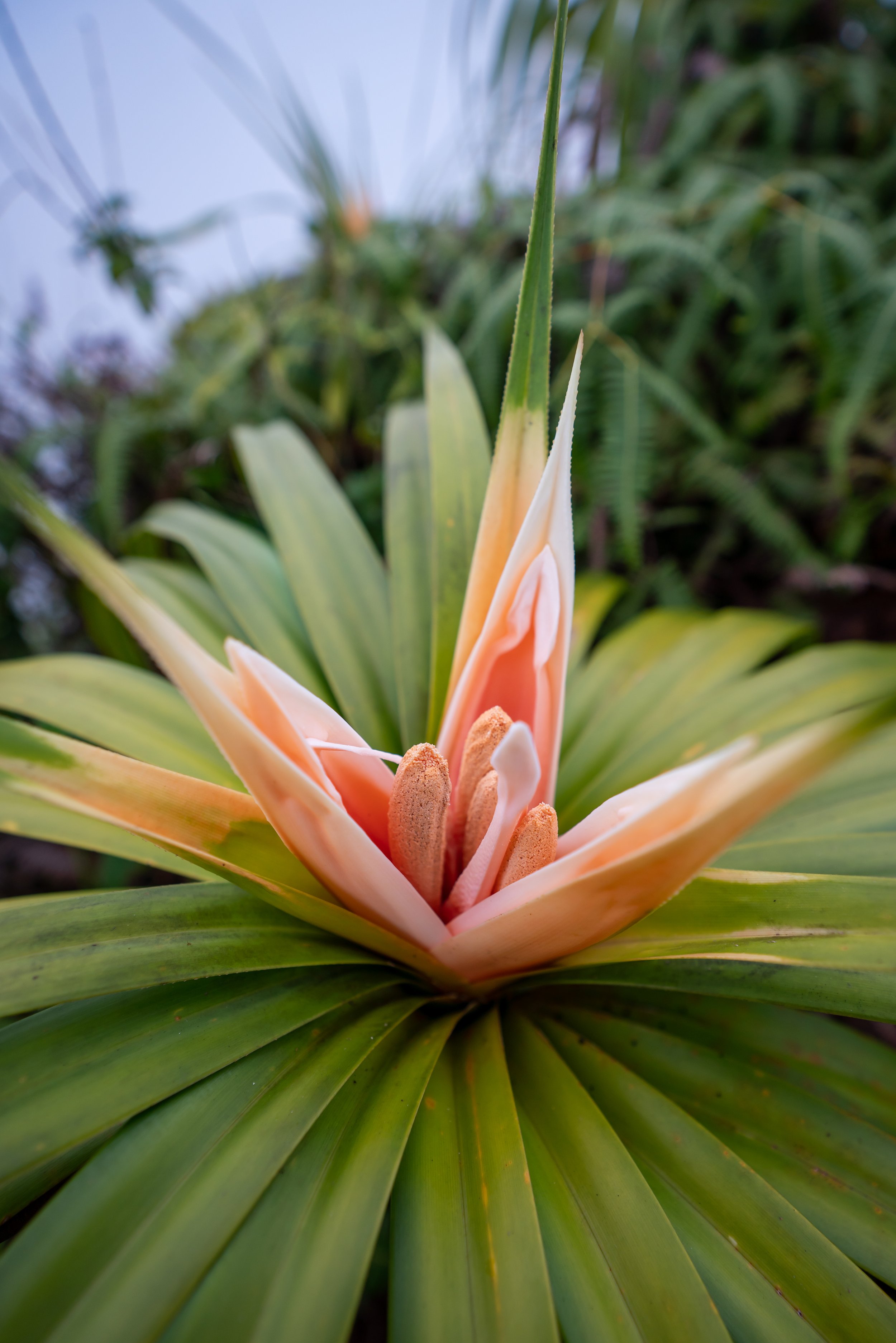 Native Hawaiian Plants: My Plant ID Guide — noahawaii