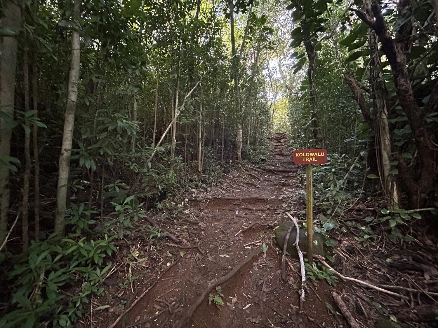 Hiking the Kolowalu Trail to Waʻahila Ridge on Oʻahu — noahawaii