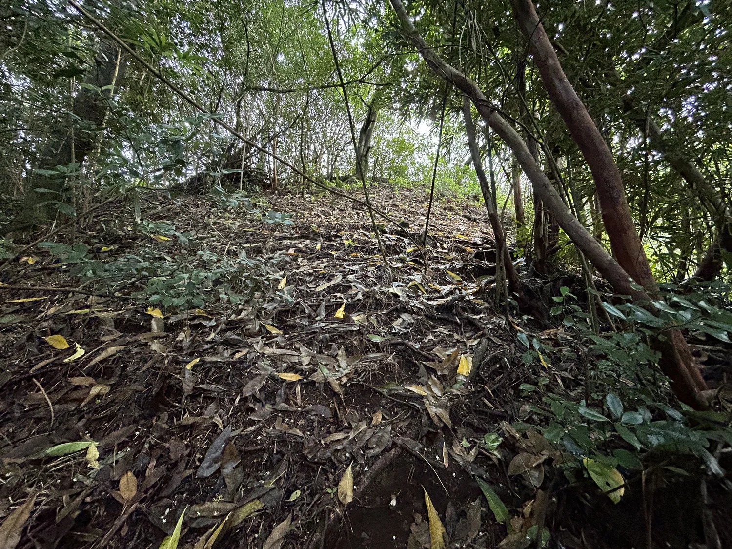 Hiking the Mānoa Middle Ridge Trail on Oʻahu, Hawaiʻi — noahawaii