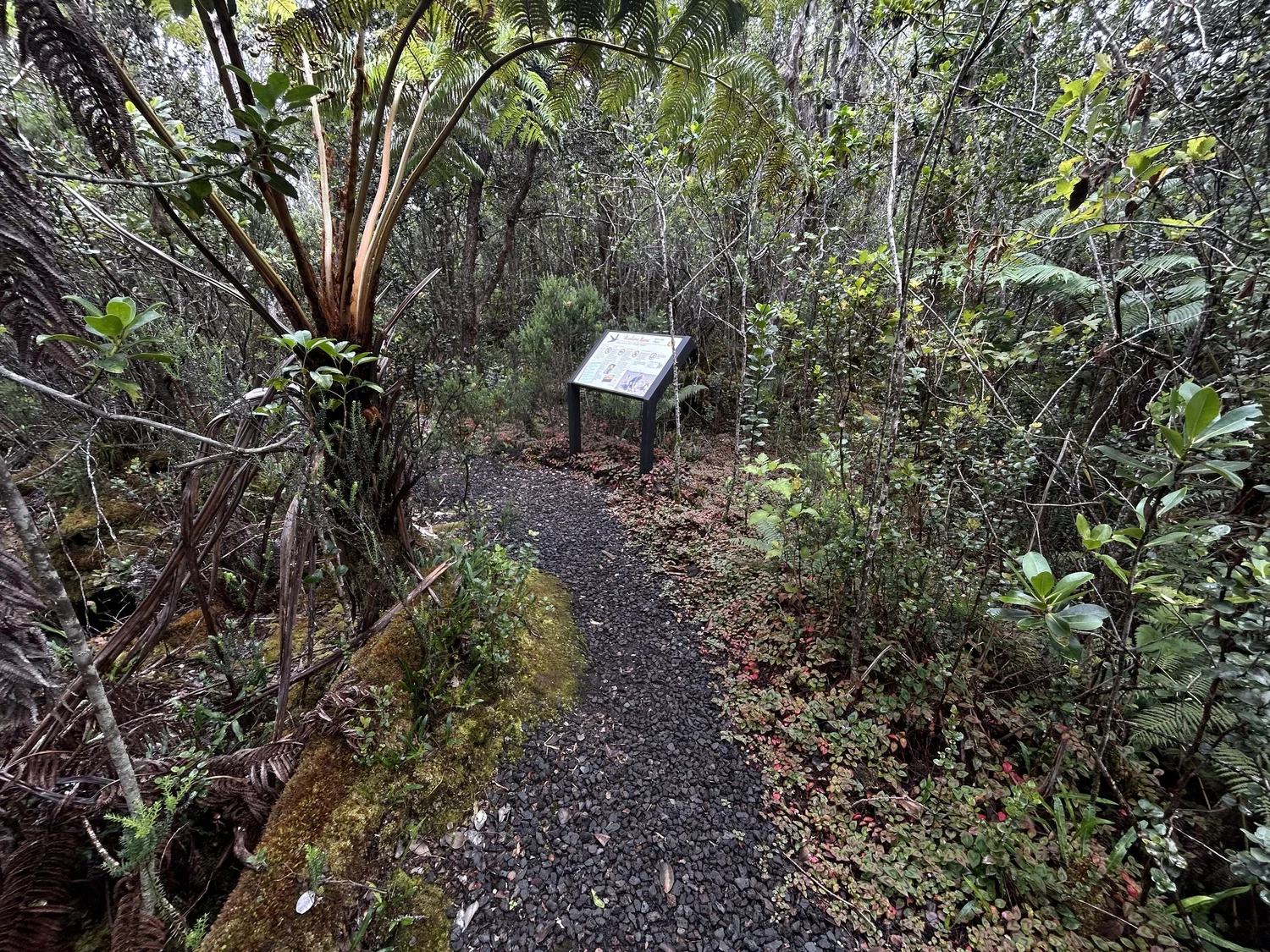 Hiking the Kaulana Manu Nature Trail on the Big Island of Hawaiʻi — noahawaii