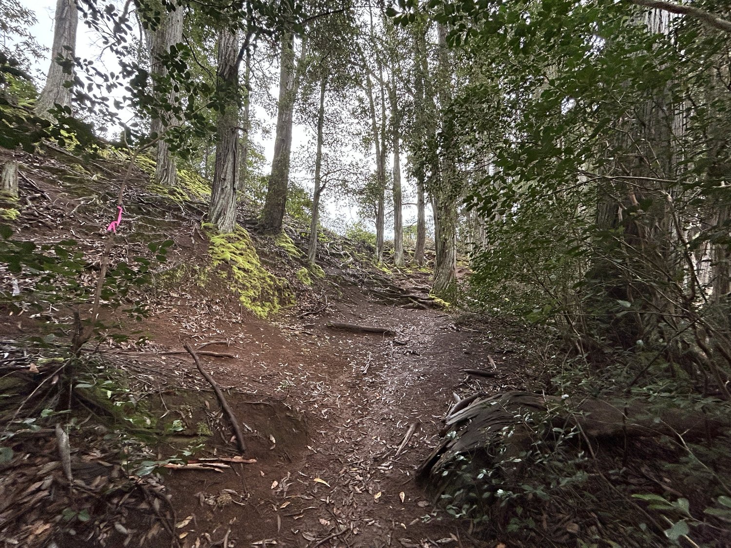 Hiking the Waimano Ridge Trail on Oʻahu — noahawaii