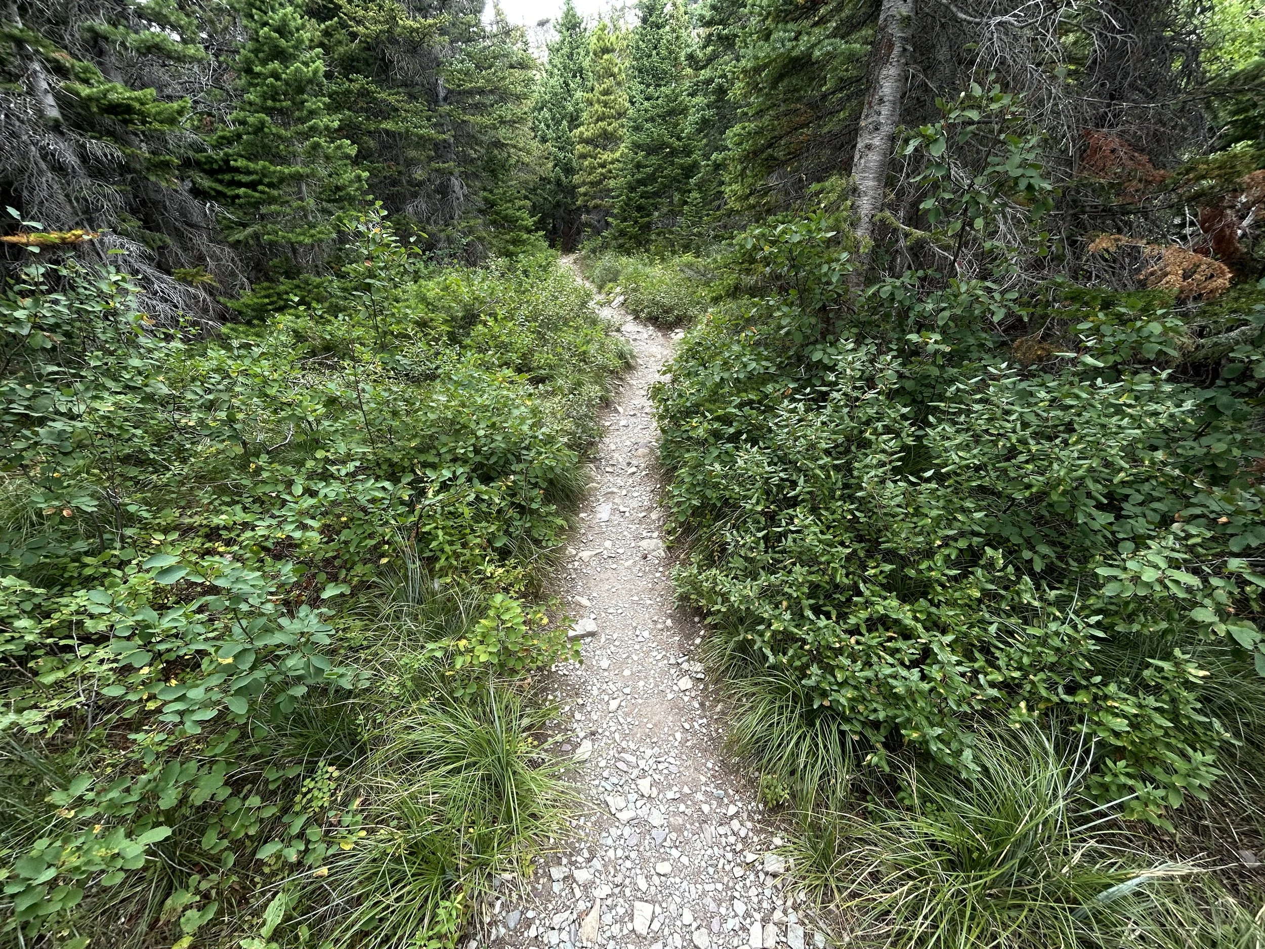Hiking the Apikuni Falls Trail in Glacier National Park — noahawaii