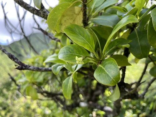 Native Hawaiian Plants: My Plant ID Guide — noahawaii