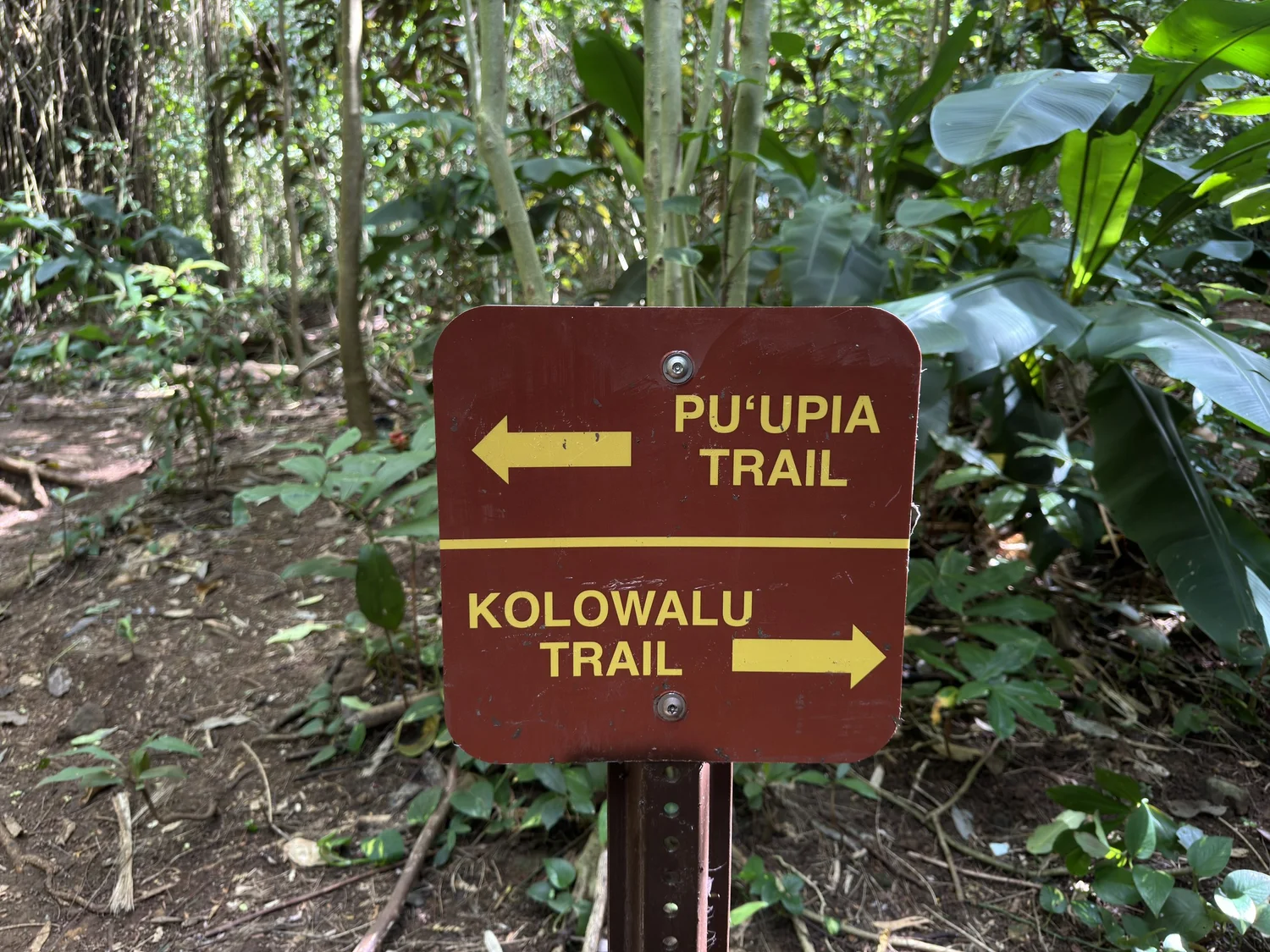 Hiking the Kolowalu Trail to Waʻahila Ridge on Oʻahu, Hawaiʻi — noahawaii
