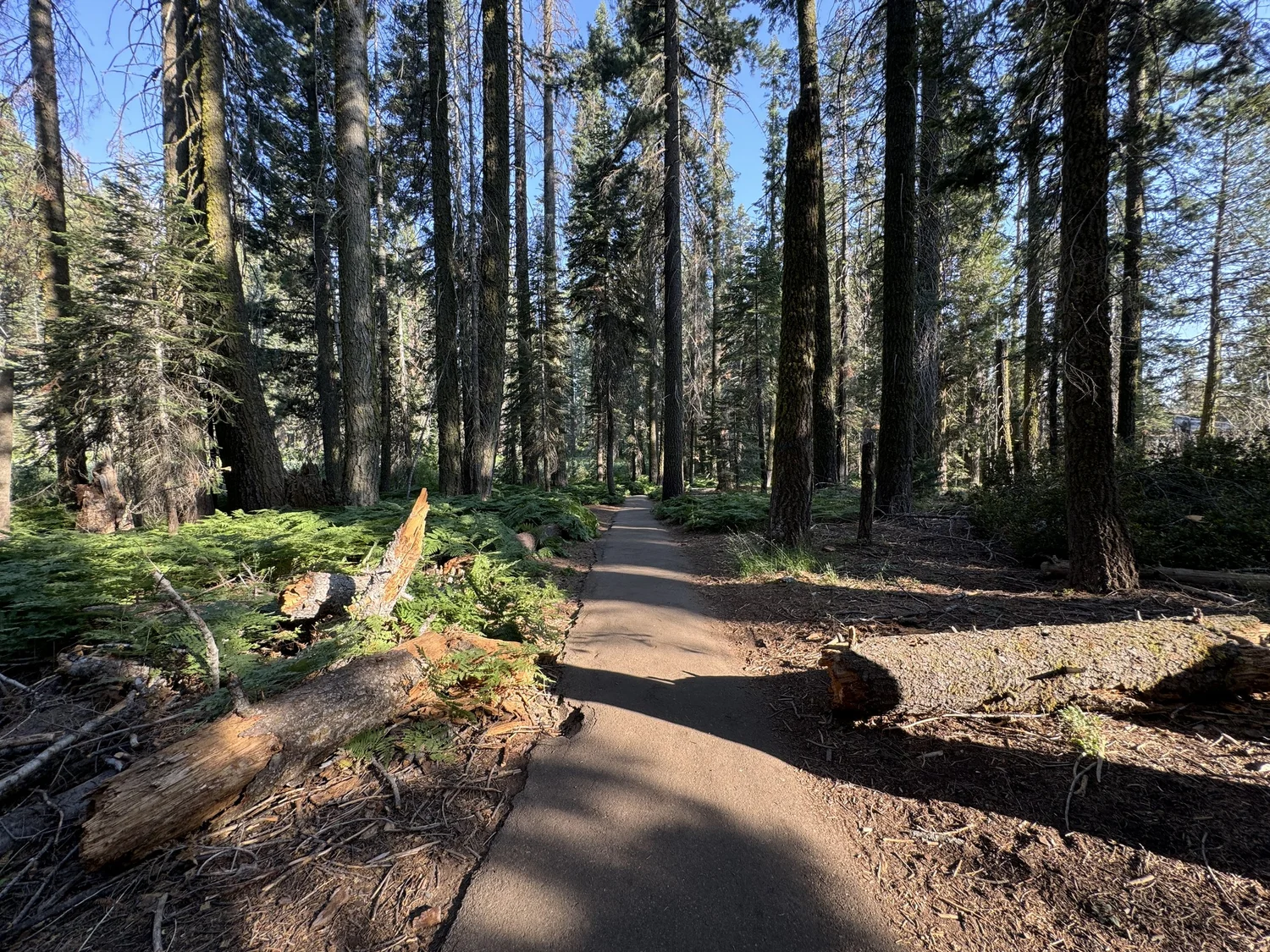 Hiking the Crescent Meadow Loop Trail in Sequoia National Park — noahawaii