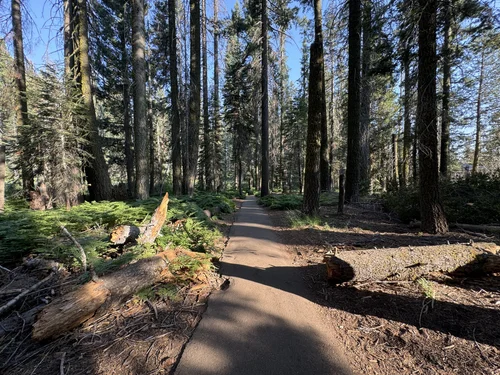 Hiking the Crescent Meadow Loop Trail in Sequoia National Park — noahawaii