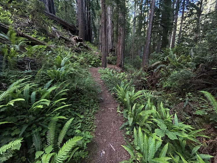 Hiking the Moorman Pond Trail in Prairie Creek Redwoods State Park ...