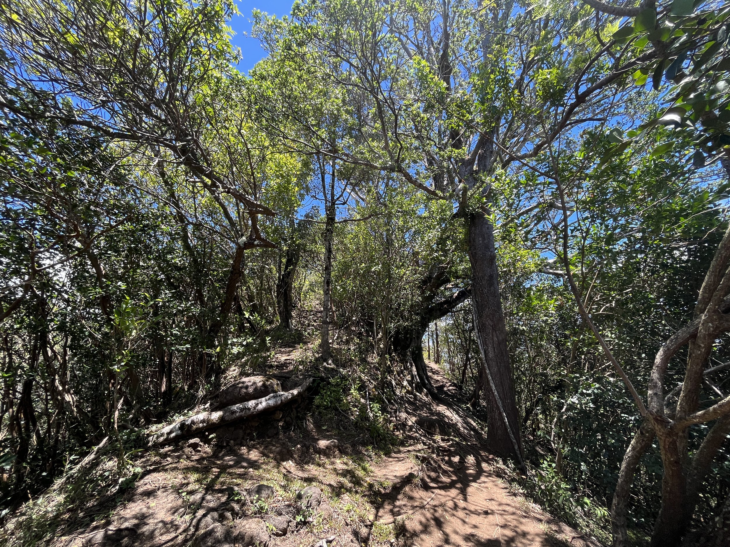 Hiking the Waʻahila Ridge Trail to Mt. Olympus (ʻAwaʻawaloa) on Oʻahu ...