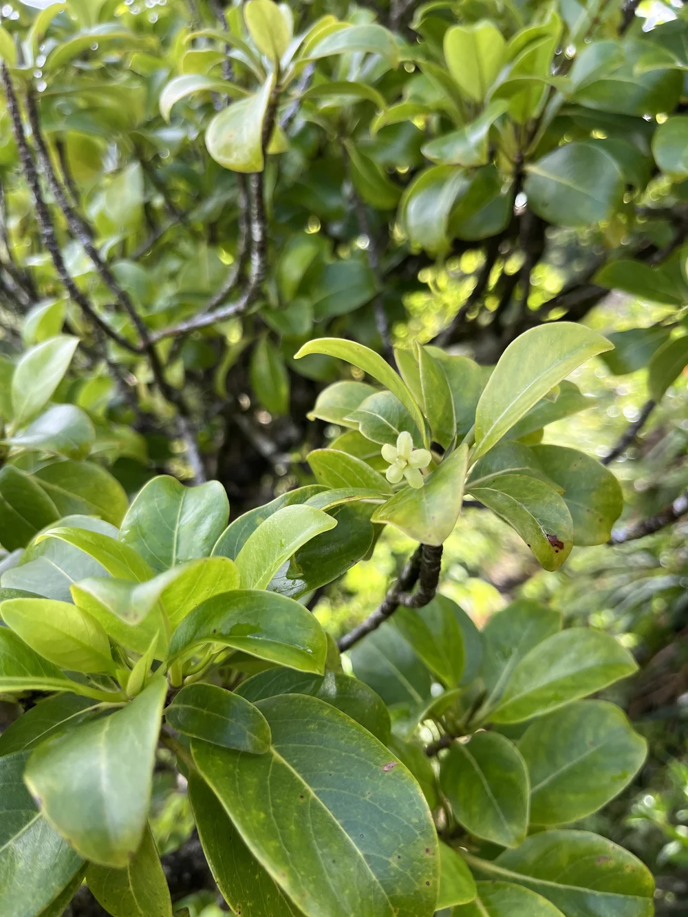 Native Hawaiian Plants: My Plant ID Guide — noahawaii