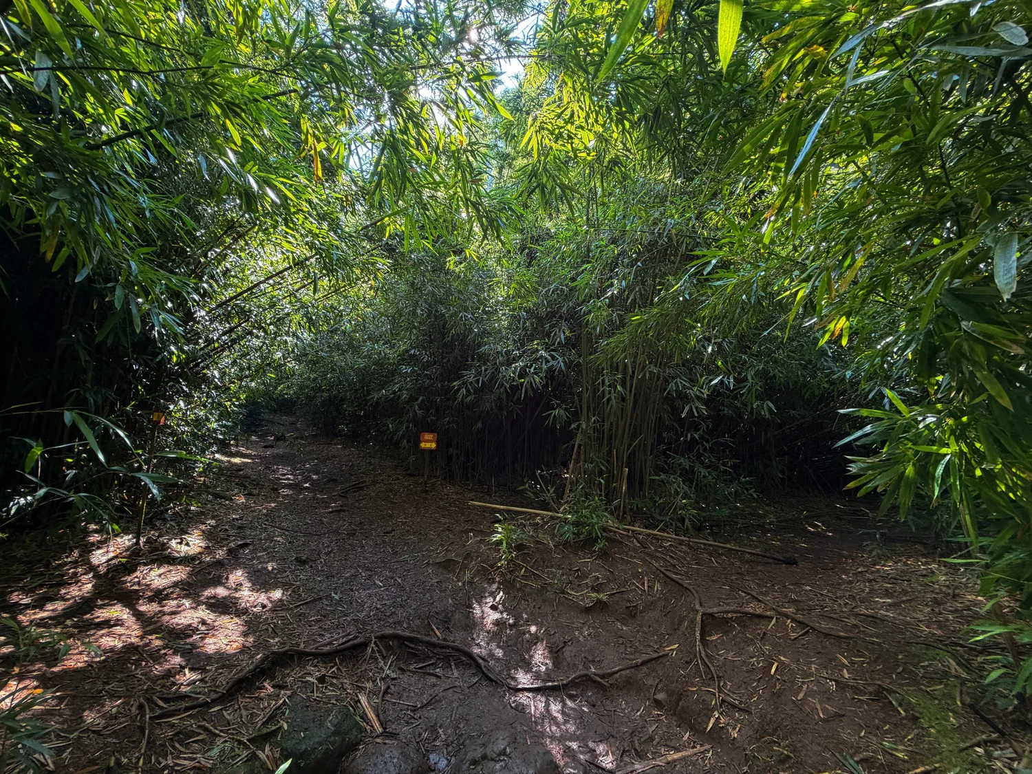 Hiking the Judd Trail & Jackass Ginger Pool on Oʻahu, Hawaiʻi — noahawaii